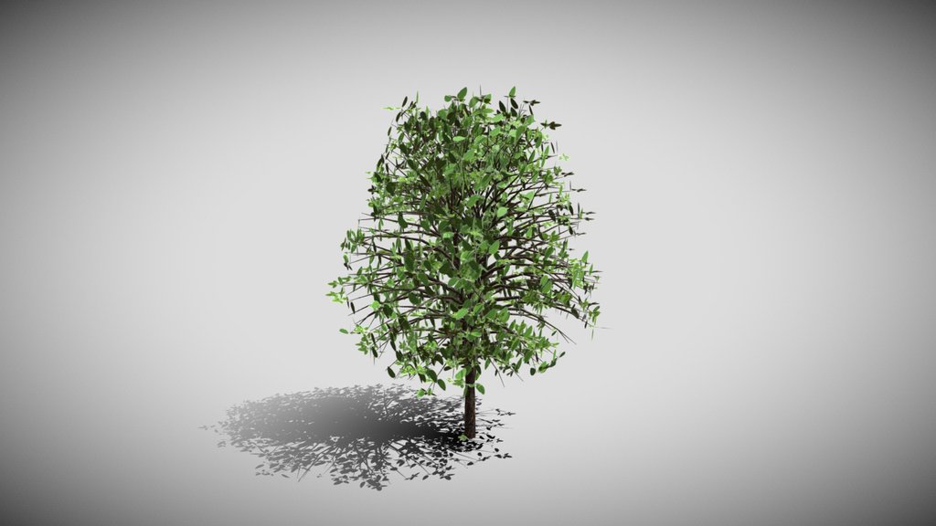 Indian tree - A 3D model collection by MD.Shihab.Shaik - Sketchfab