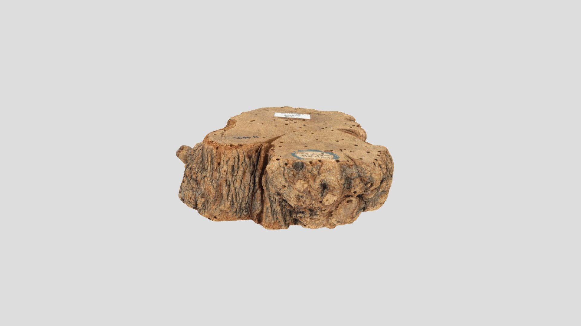 Wood Collection, Xylarium sample #22 - 3D model by SMA-UniGe [c605075 ...