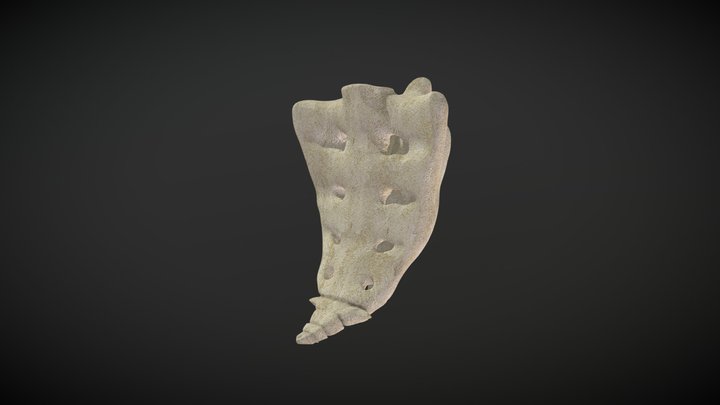 Coccyx 3D models - Sketchfab