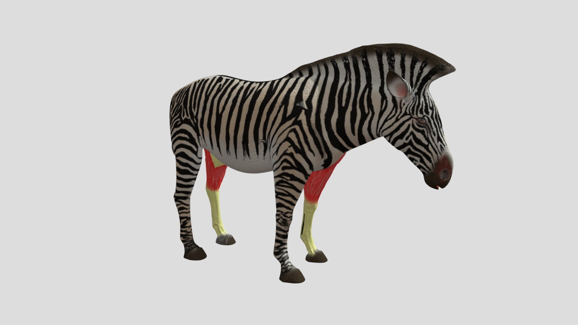 Zebra Anatomy - Download Free 3D model by Shikaki_Naito [c60aa3e ...