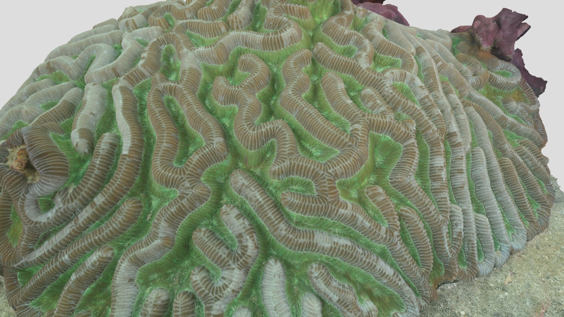 Brain Coral From Bocas Del Toro, Panama - 3D model by VISEAON ...