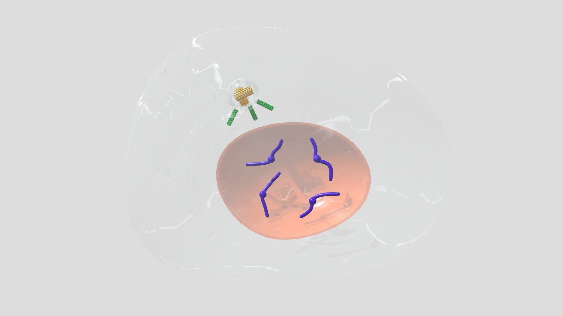 Cell Division 01 - Interphase G1 - 3D model by Júlio Panzera ...