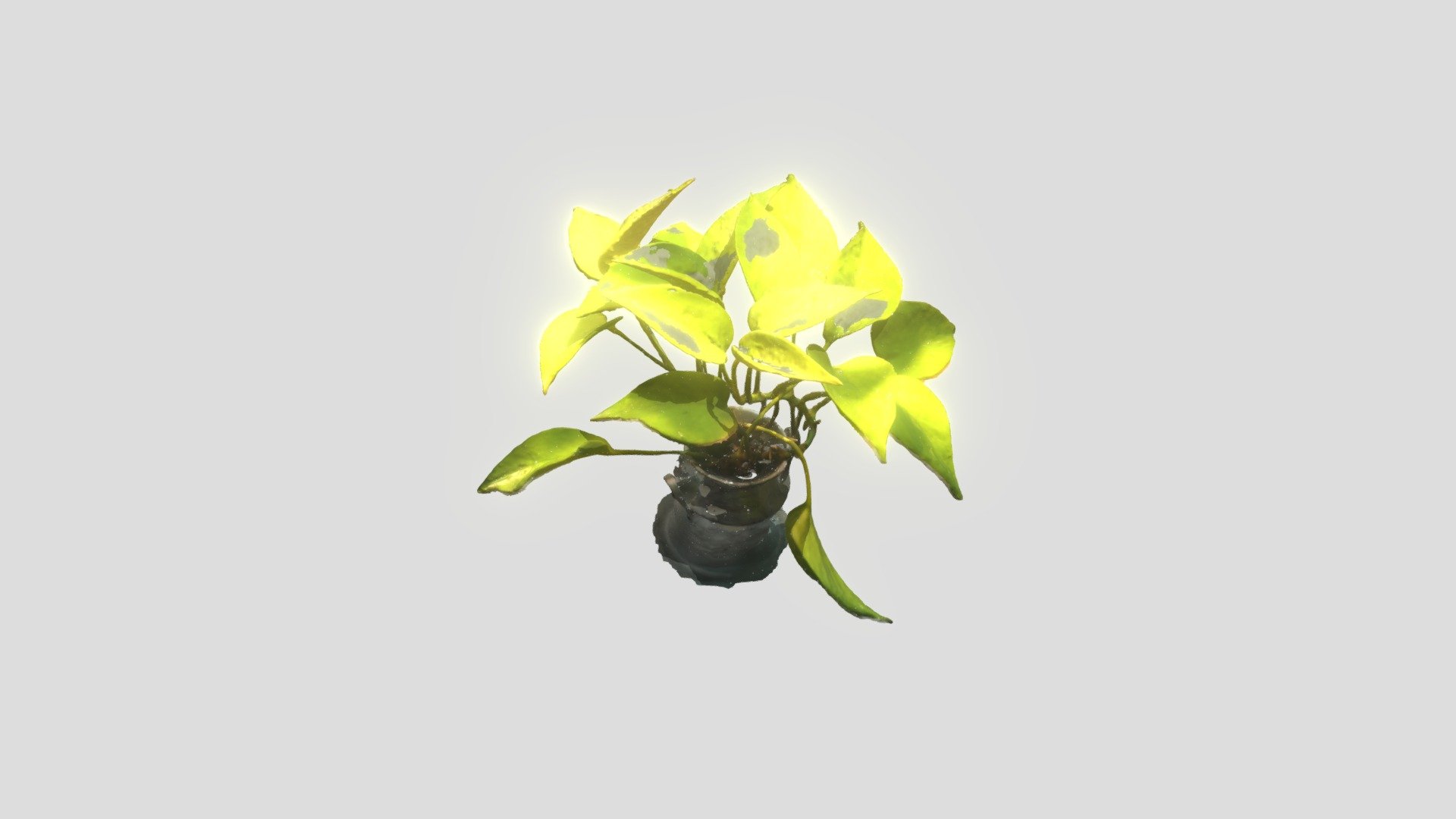 Plant in a pot - 3D model by kairulazhar.rosli [c60e05c] - Sketchfab