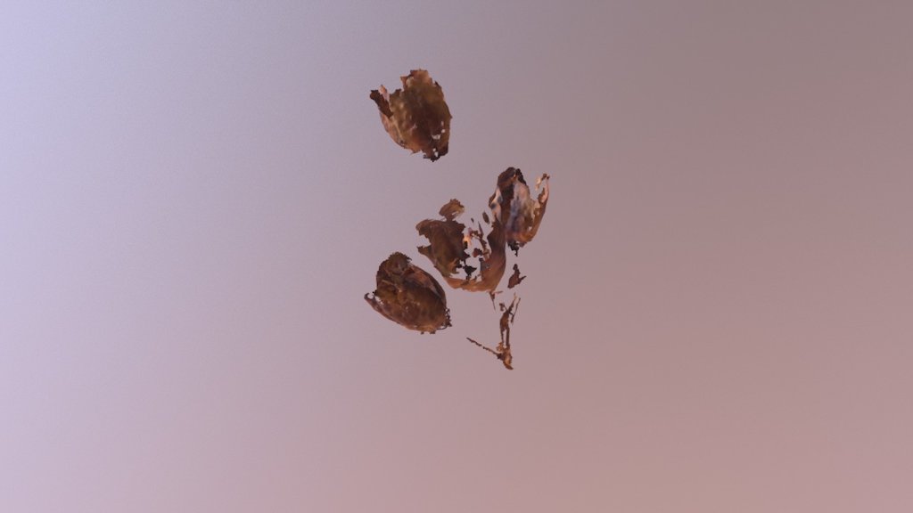 Camas Seed Pods Aug 31-2017 MeshLabModel - 3D model by KathFusion3D ...