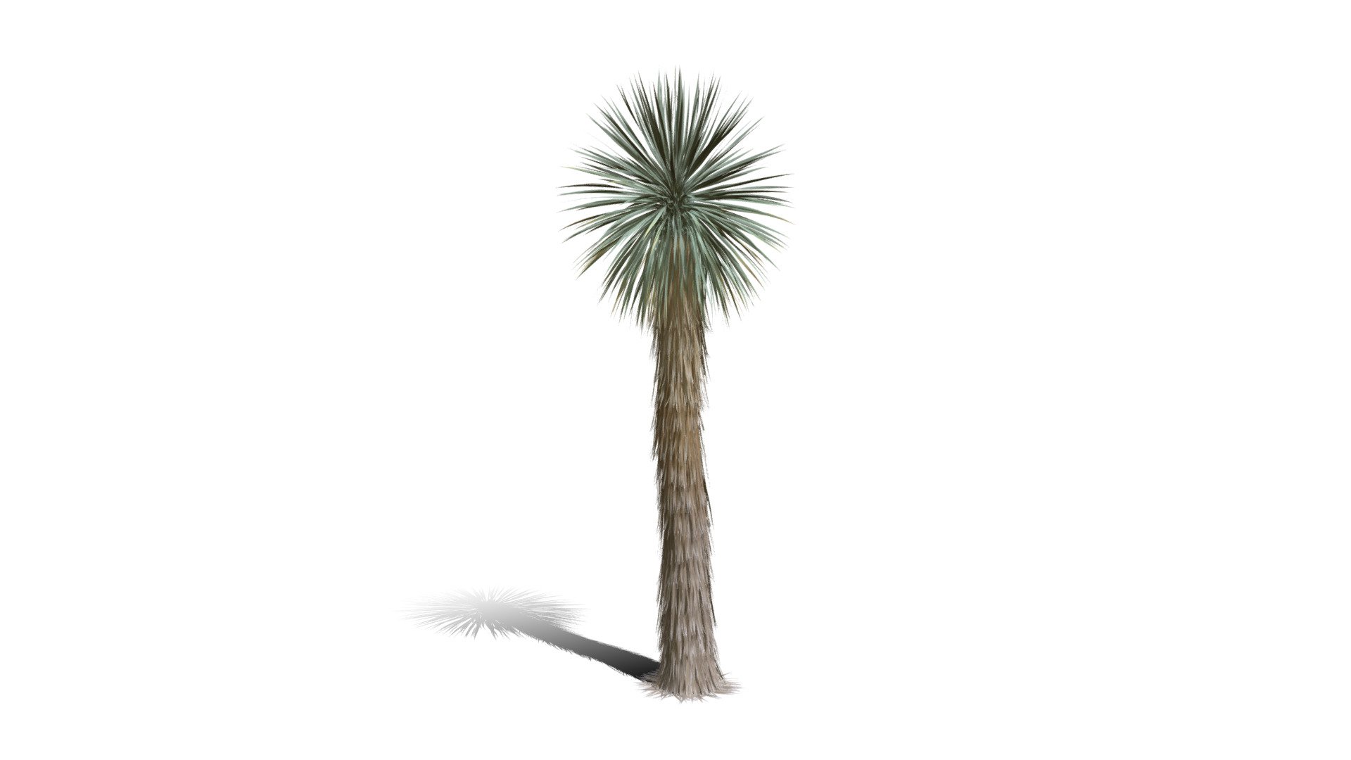 Realistic HD Beaked yucca (29/30) - Buy Royalty Free 3D model by ...