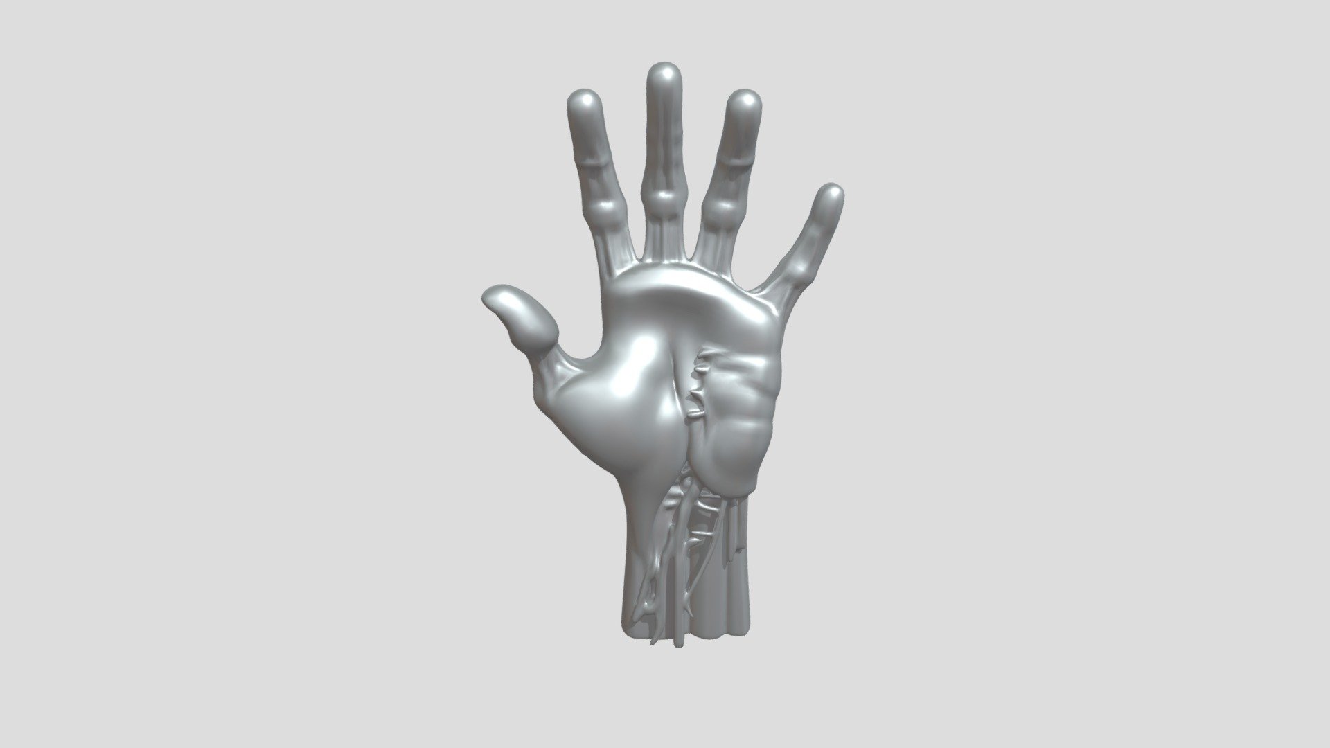 Anatomical human hand model - 3D model by floresrincondiegofernando ...