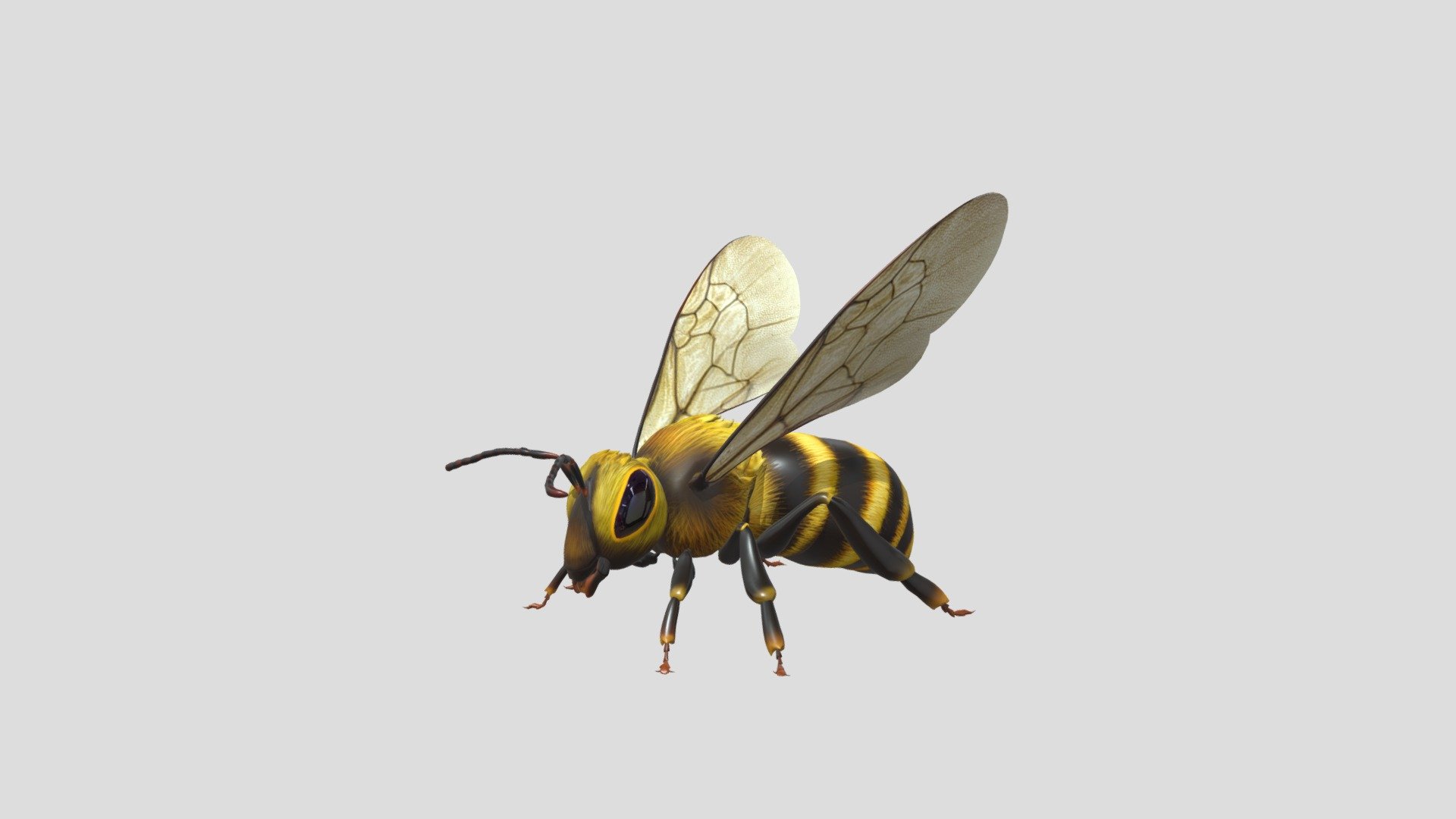 Bee - 3D model by mariaulfah [c6149b7] - Sketchfab