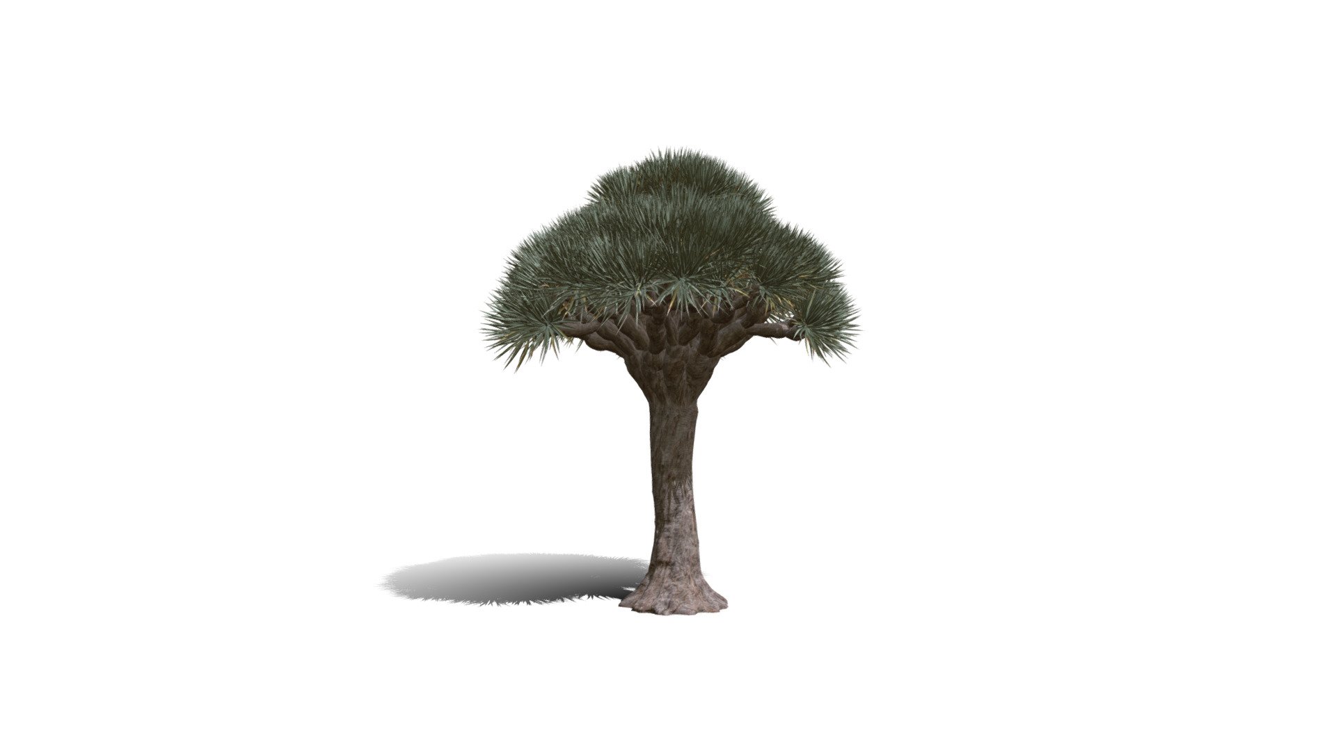 Realistic HD Dragon tree (44/50) - Download Free 3D model by ...