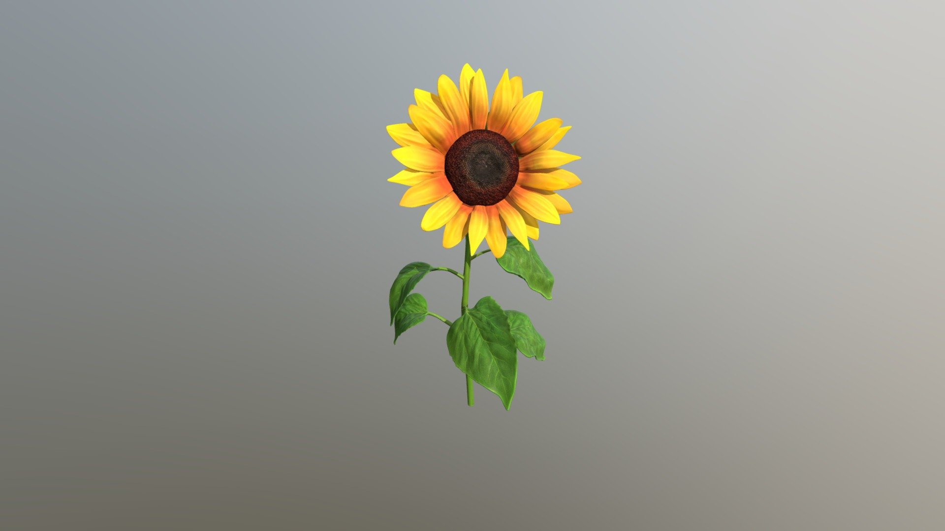 Sunflower - 3D model by adiyaksatiton [c624bb3] - Sketchfab