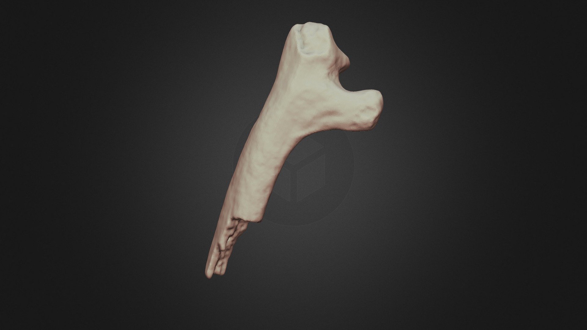 Woolly Rhino Rib - Buy Royalty Free 3D model by Olof Moleman ...
