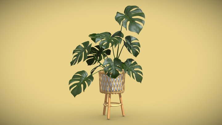 Monstera 3D models - Sketchfab