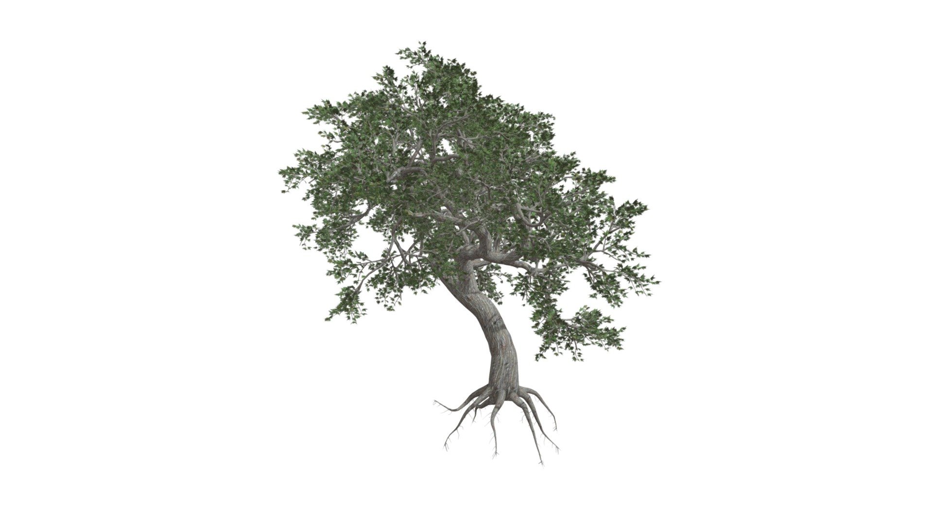 Japanese Maple Tree #01 - Buy Royalty Free 3D model by meshshape ...