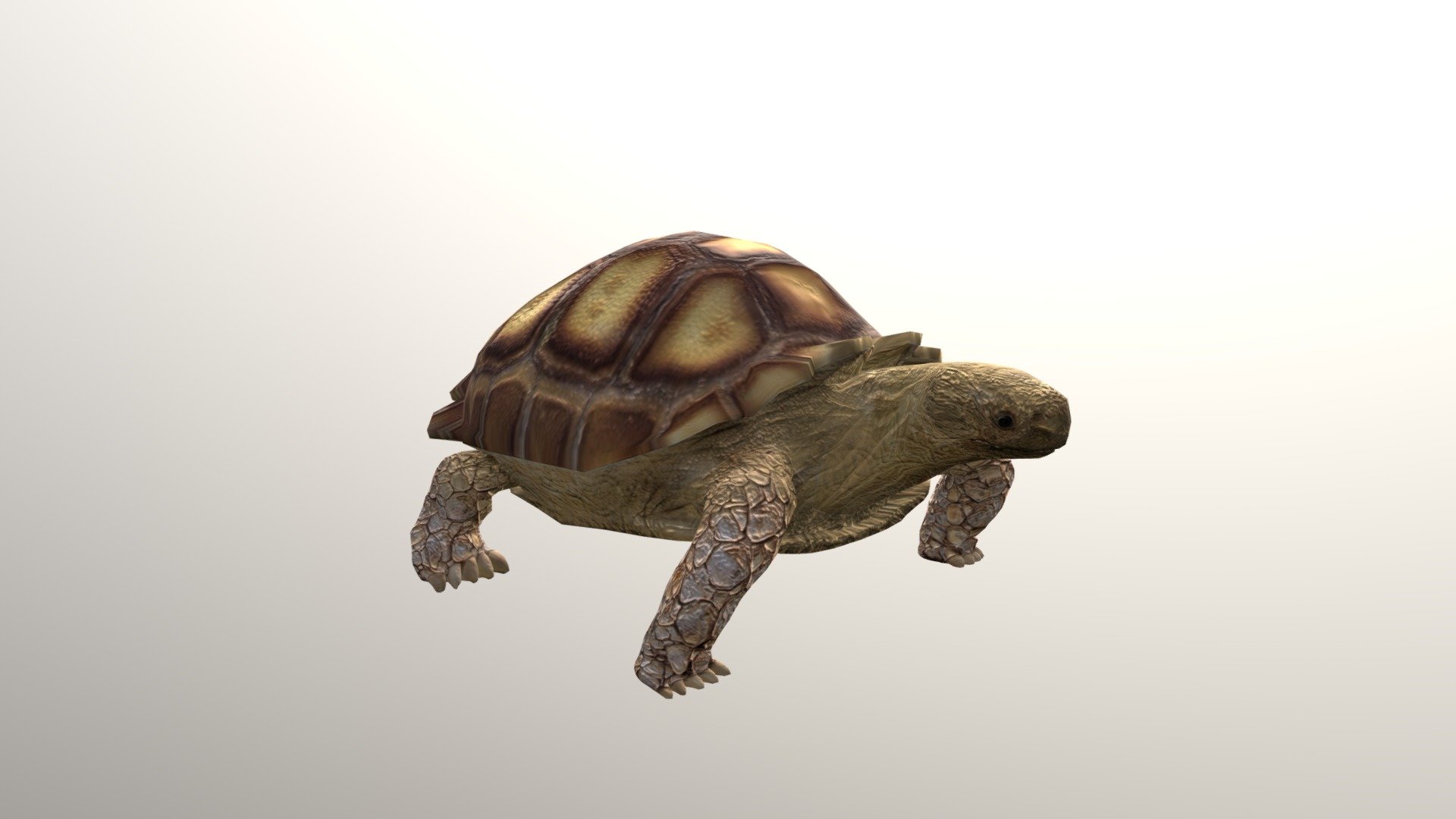 Sulcata Turtle - Buy Royalty Free 3D model by 3dlowpoly [c6367e9] - Sketchfab Store