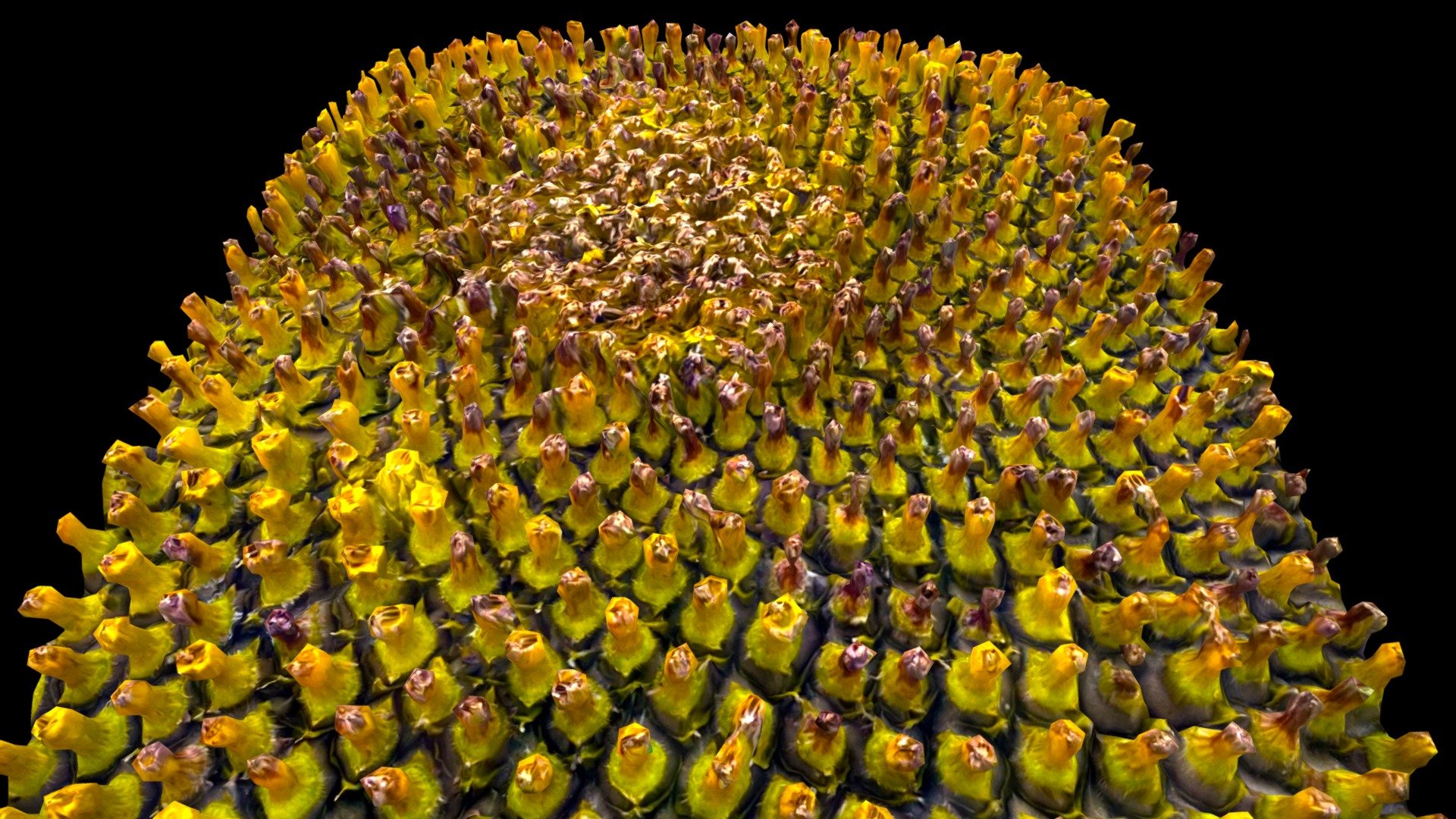 Sunflower section - 3D model by cathalmcd [c63686a] - Sketchfab