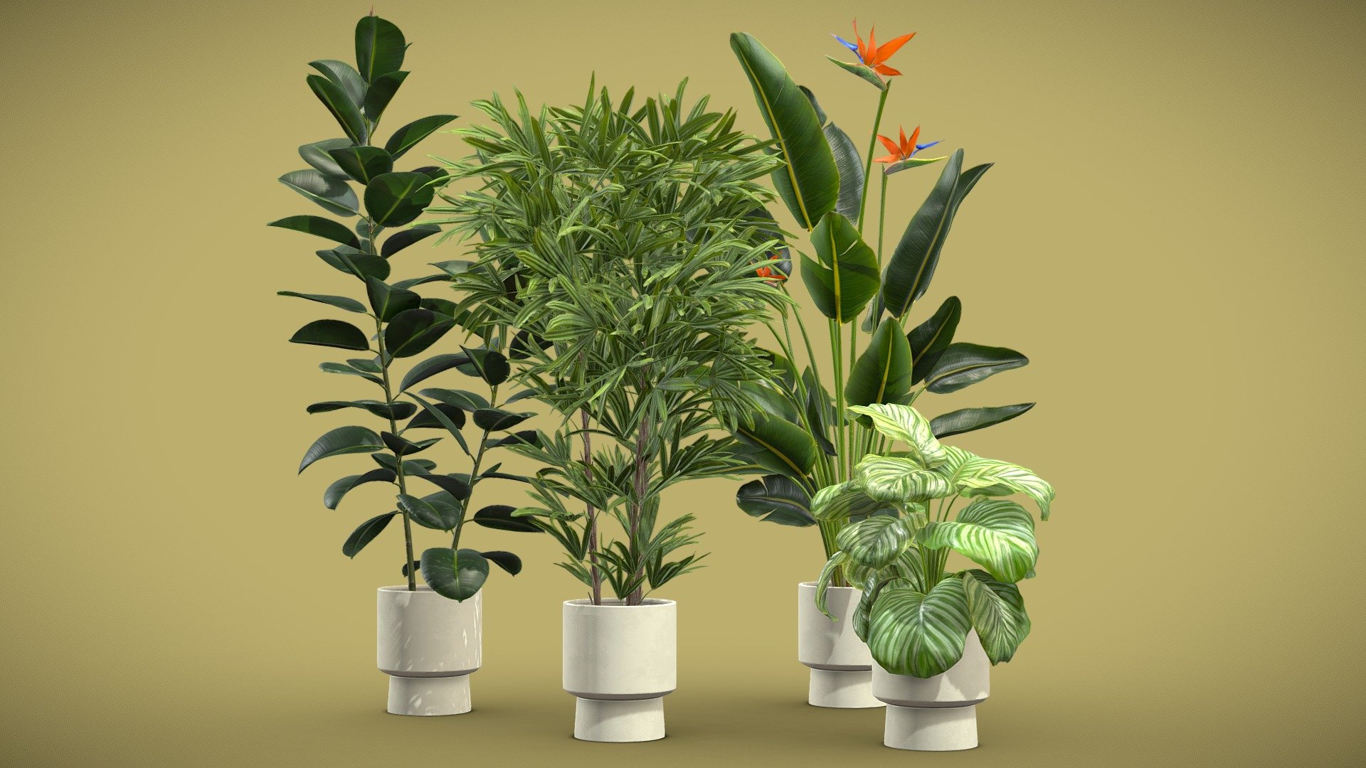 Indoor Plants Pack 72 - Buy Royalty Free 3D model by AllQuad [c639297 ...