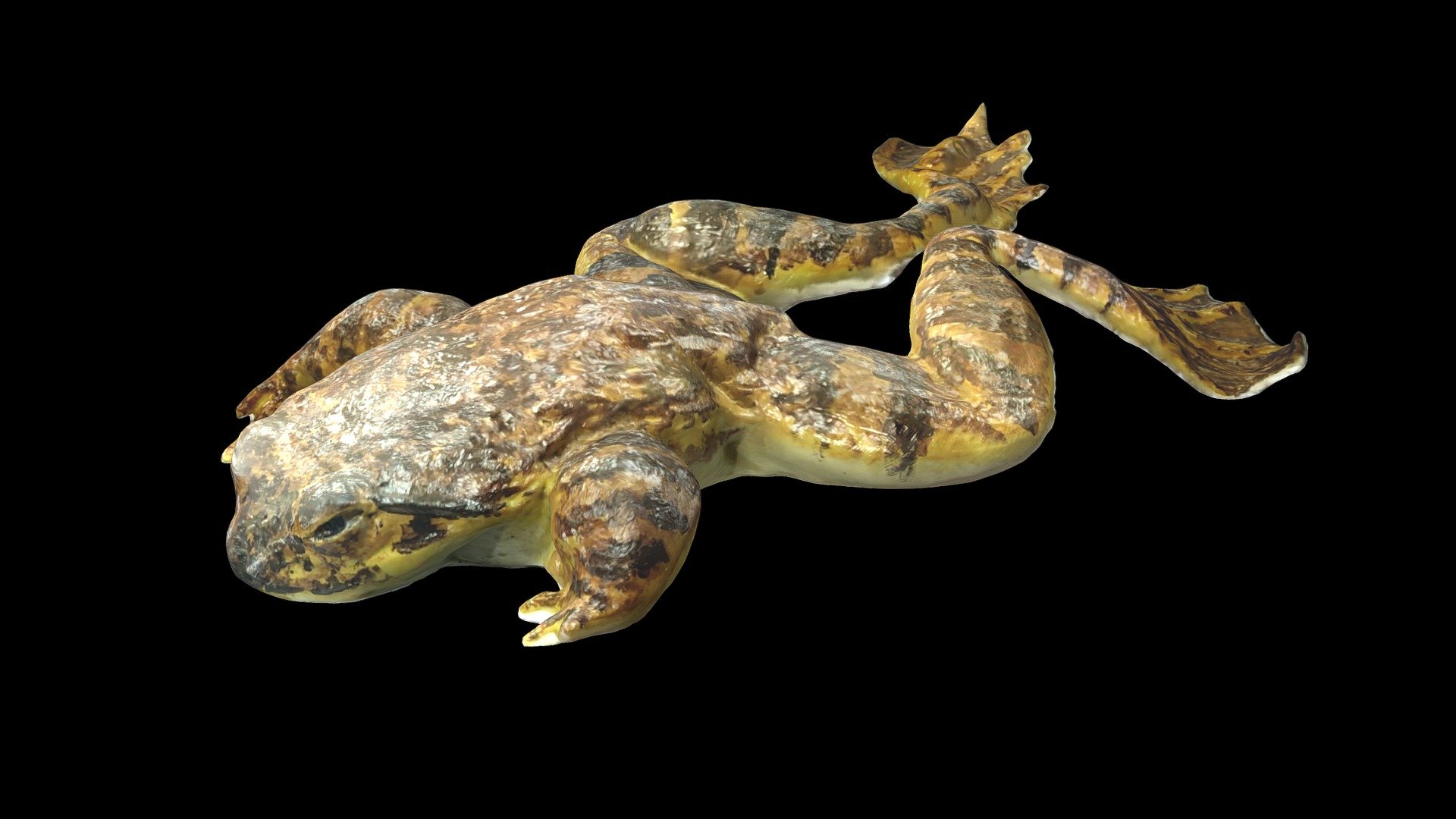 *Rana spinosa* (giant spiny frog) - 3D model by Blackburn Lab (@ufherps) [c63c5eb] - Sketchfab