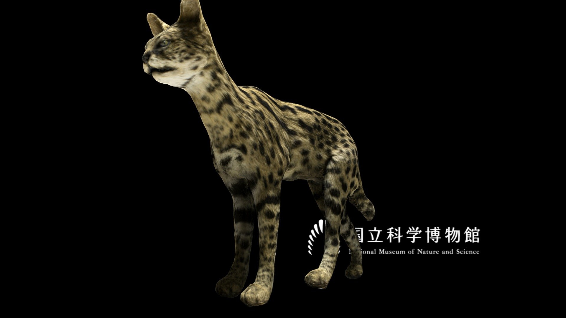 NSMT-M_32109_Serval_(Taxidemy) - 3D model by KAHAKU [c63f583] - Sketchfab