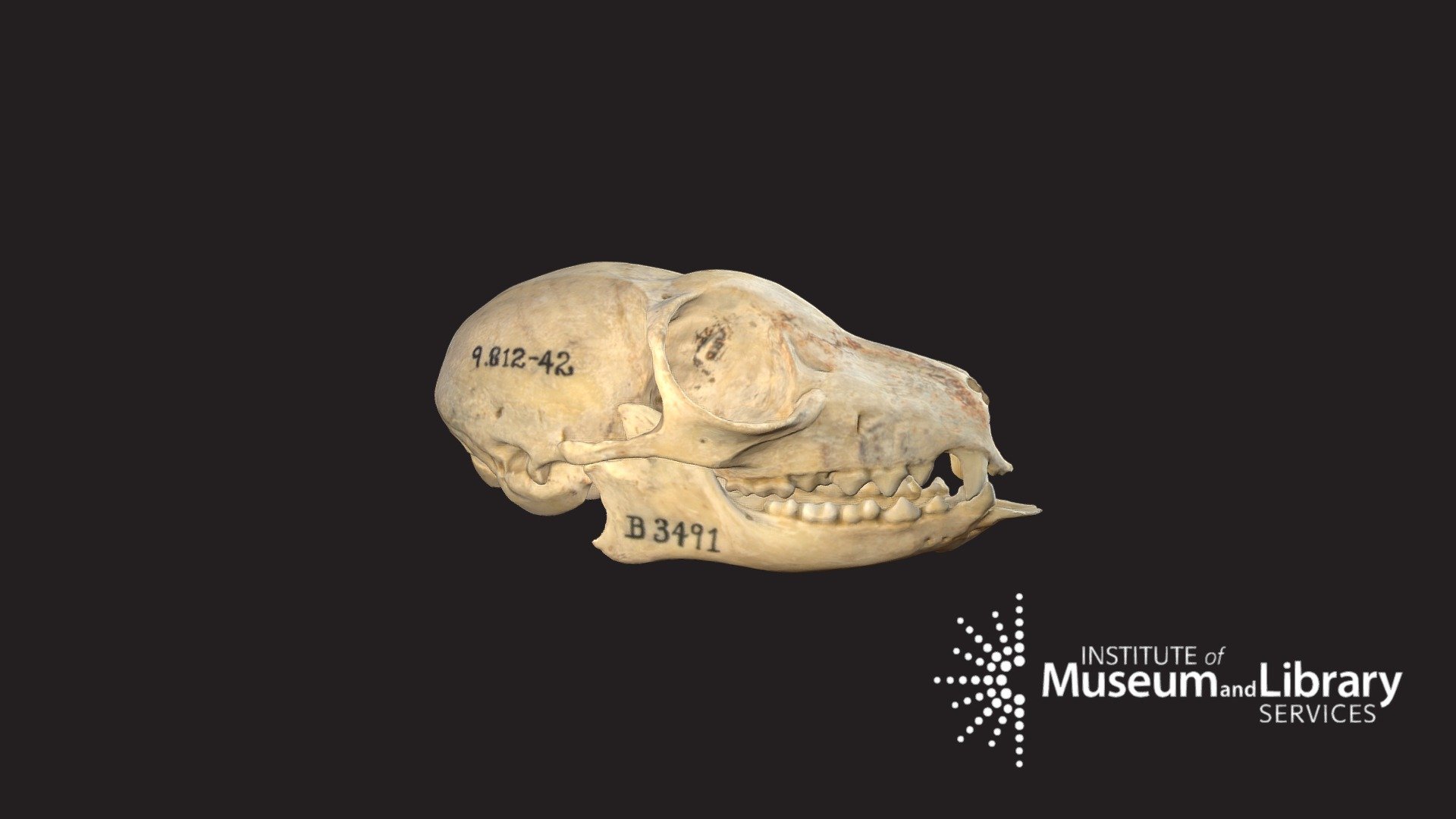 HTB 3491, Mongoose Lemur Skull - 3D model by Cleveland Museum of ...