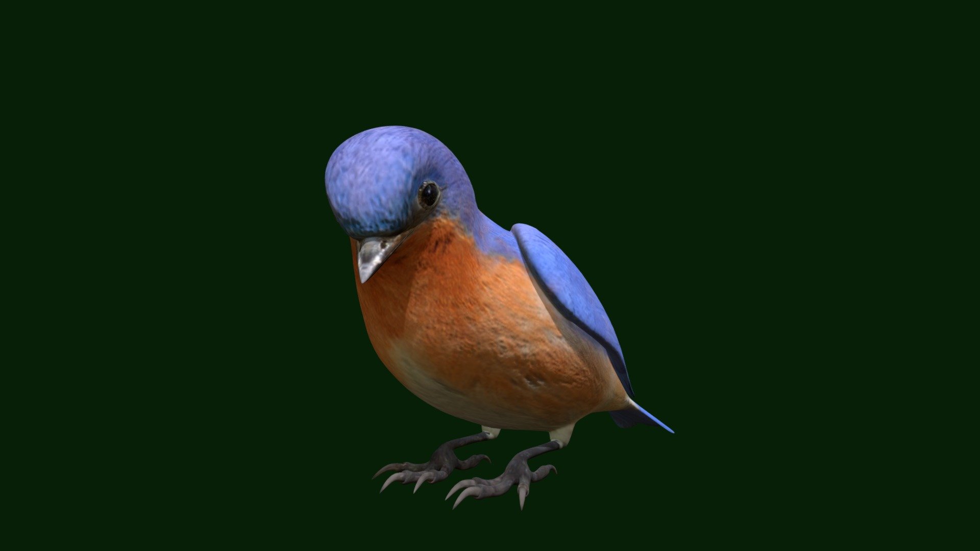 Eastern Blue Bird - Download Free 3D model by kenchoo [c646531] - Sketchfab