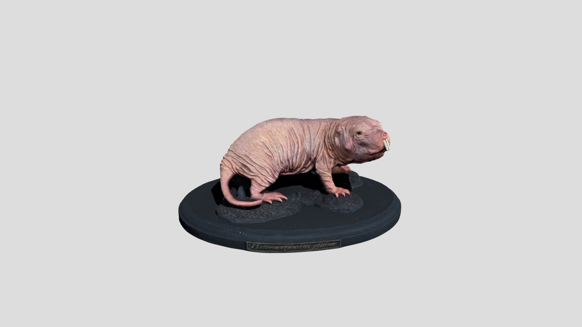 Naked_mole_rat - Download Free 3D model by barlarkey [c64889c] - Sketchfab