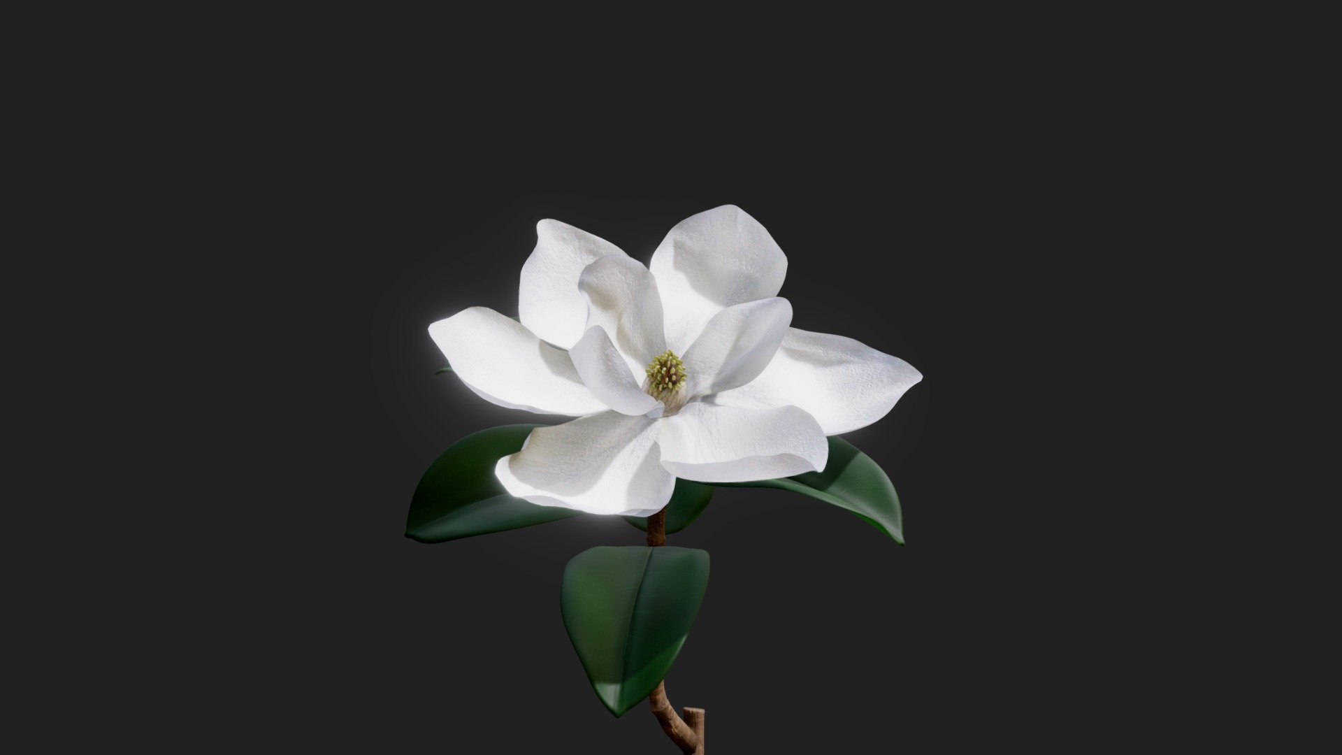 Magnolia - 3D model by GGGP (@gggp999) [c64d52c] - Sketchfab