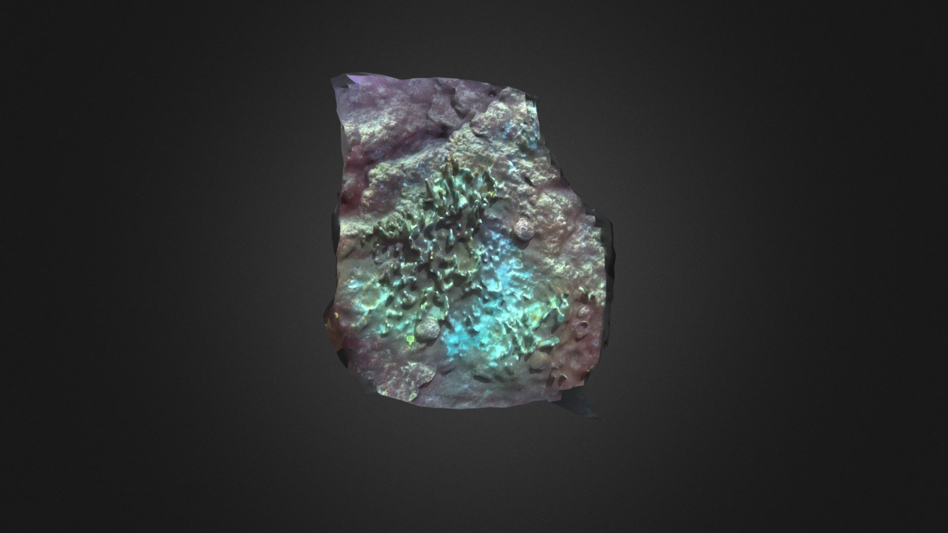 #68 - Pavona clavus - Ancla - 29/01/2024 - 3D model by Innoceana ...