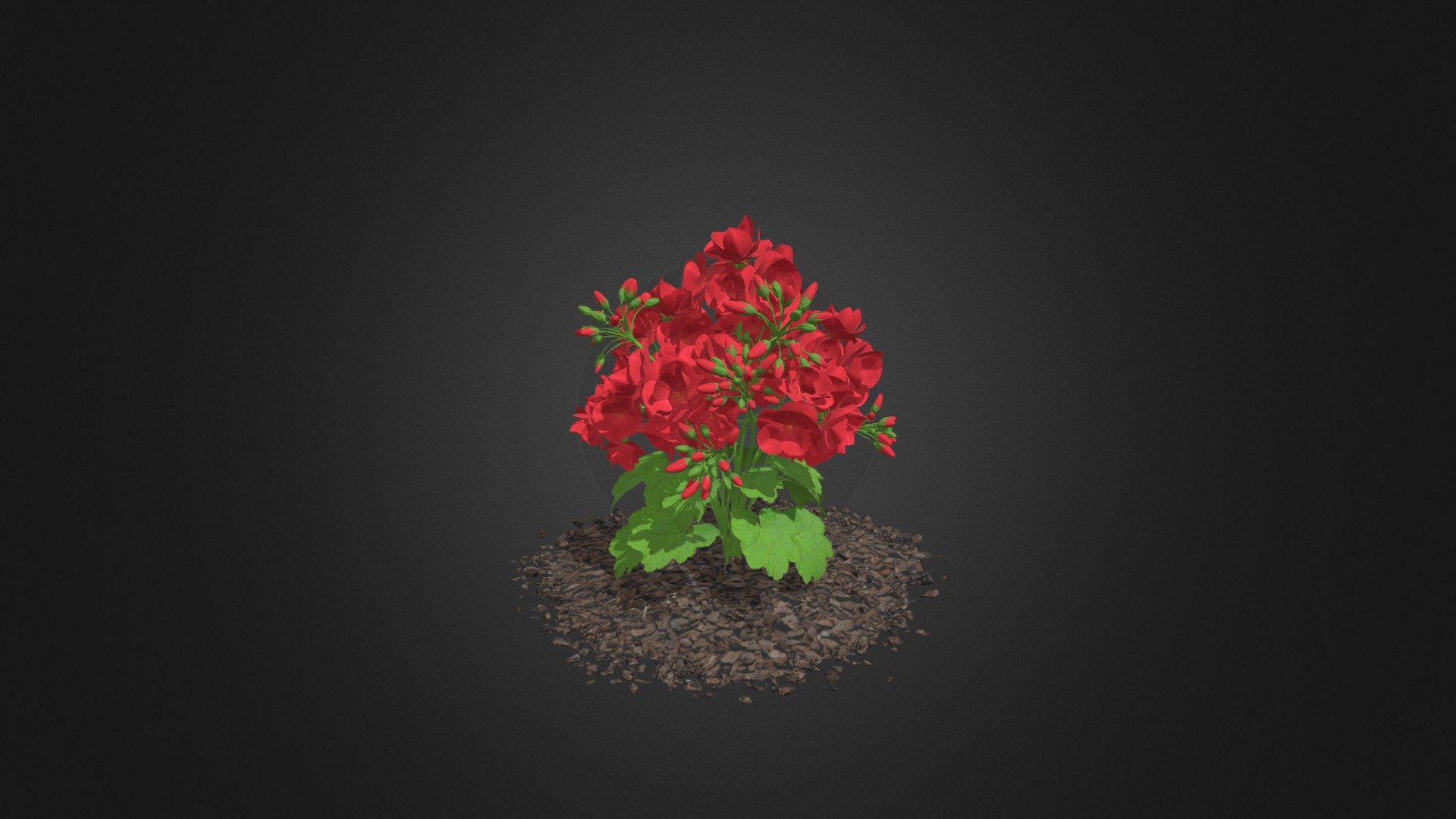 Red Geraniums (Geranium caespitosum) - Buy Royalty Free 3D model by ...