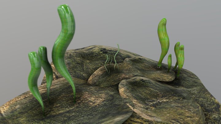 Algae 3D models - Sketchfab