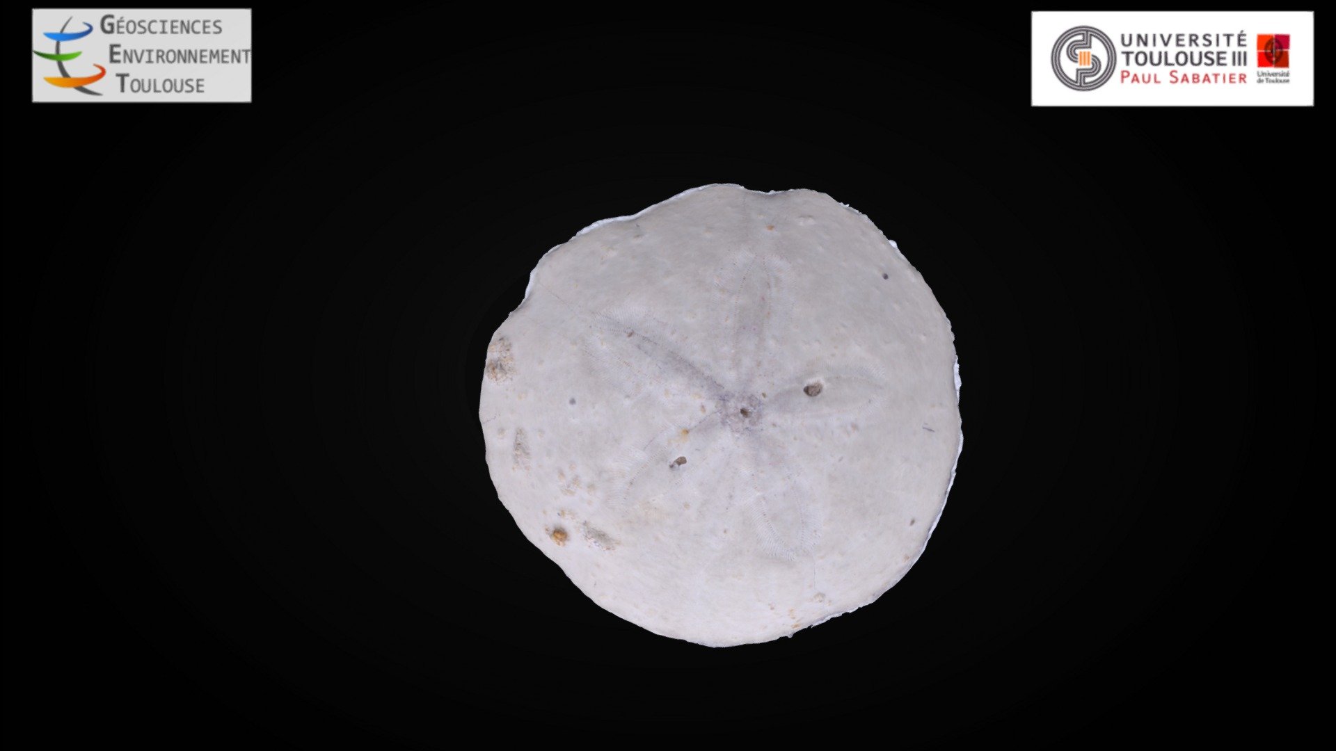 Scutelle - Download Free 3D model by Marc de RAFELIS (@derafelis ...