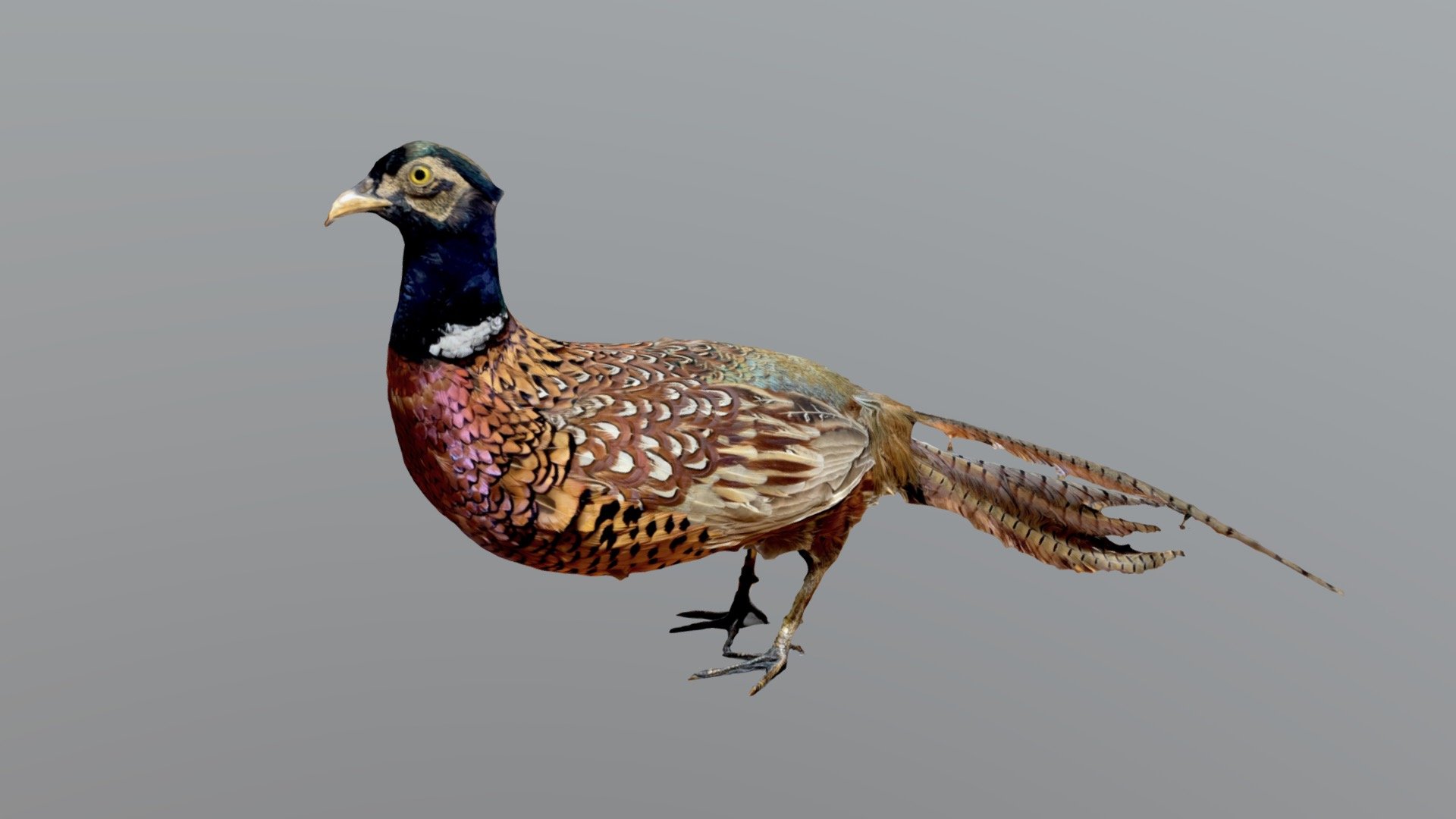 Faisan - Download Free 3D model by Tavernier Amaury (@svtavernier ...