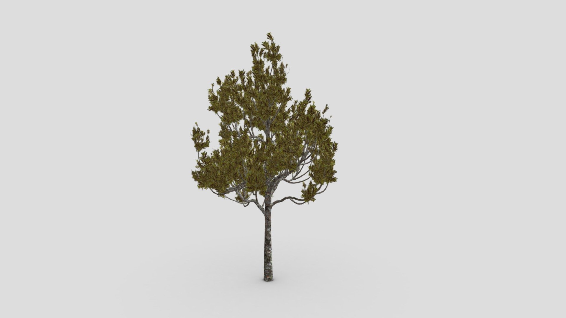 Young Kauri tree- S1 - Buy Royalty Free 3D model by ASMA3D [c65cfb5 ...