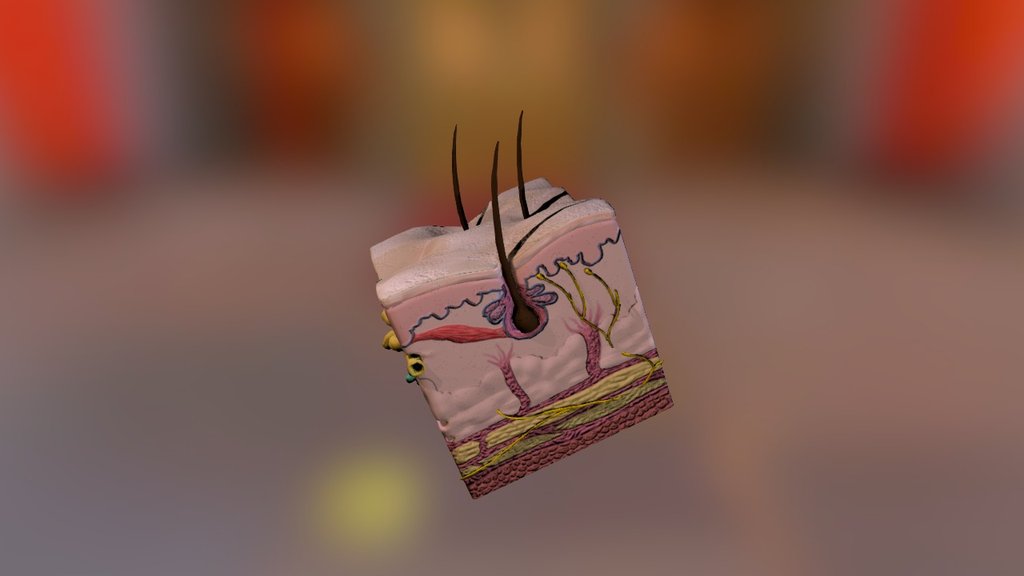 Skin Cell - 3D model by ALR [c665118] - Sketchfab