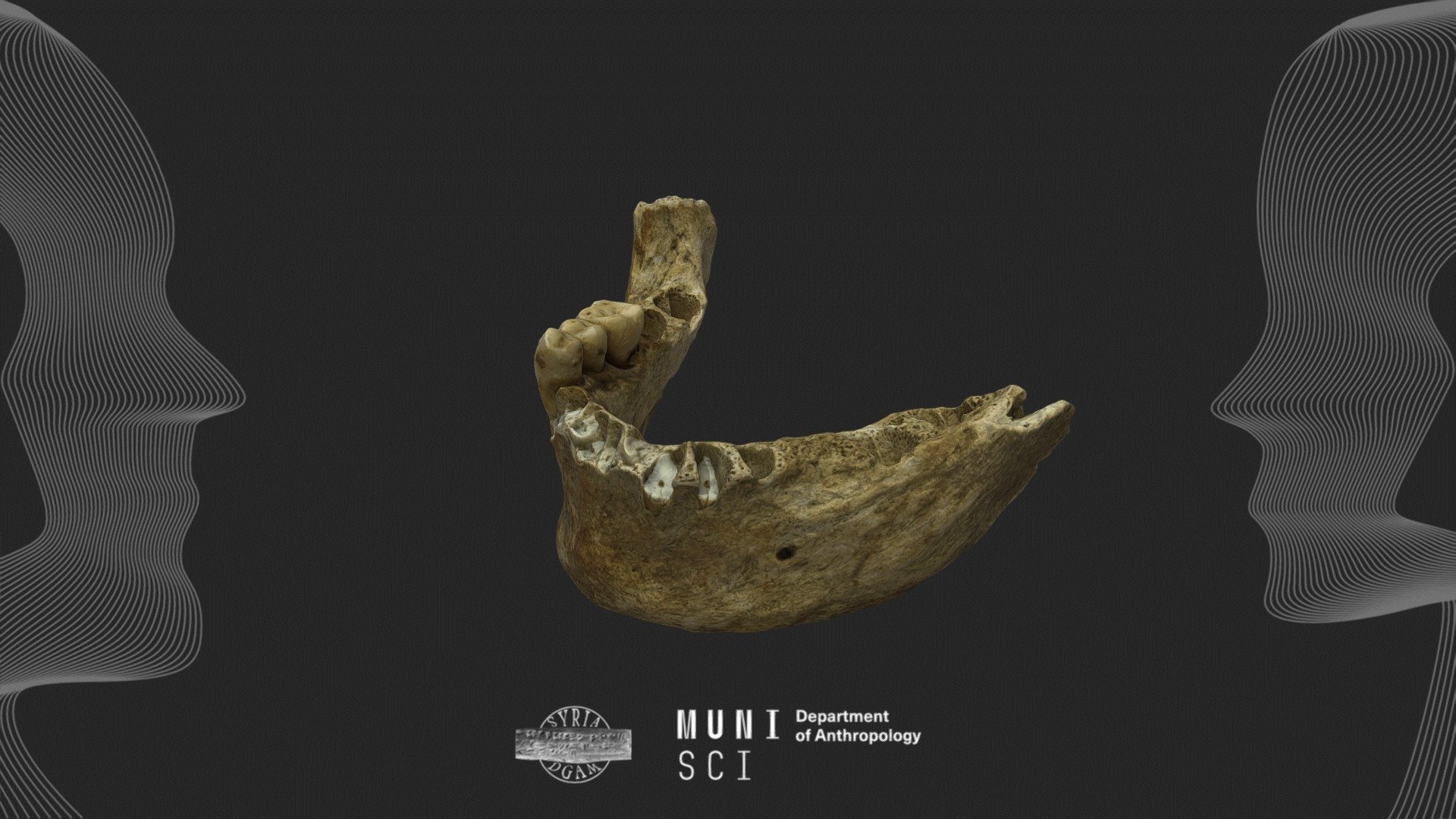 Archaeological human mandible #10 - Syria - Download Free 3D model by ...