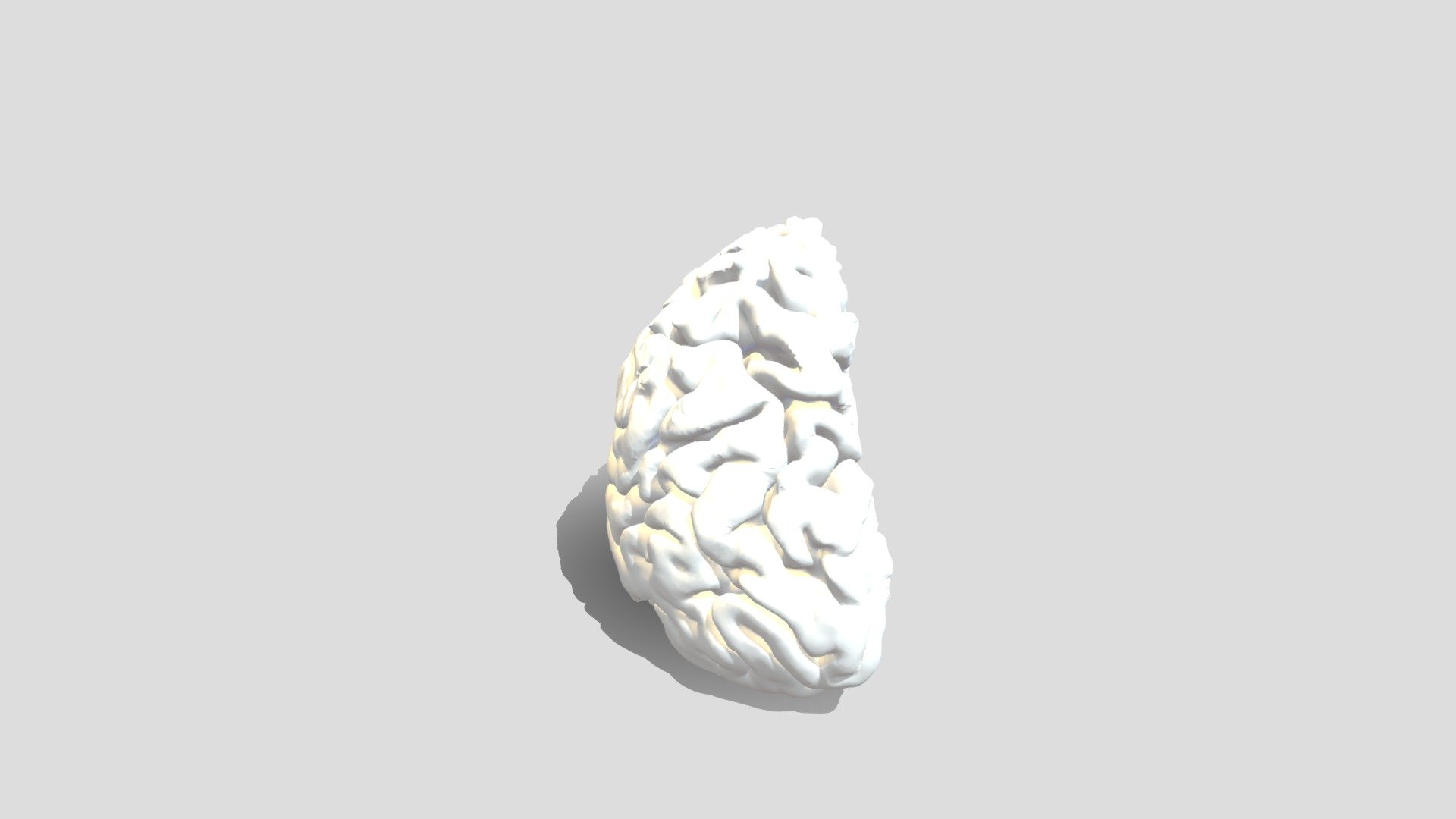 AP Psych Frontal Lobes Brain - 3D model by stevensc1 [c668cb0] - Sketchfab
