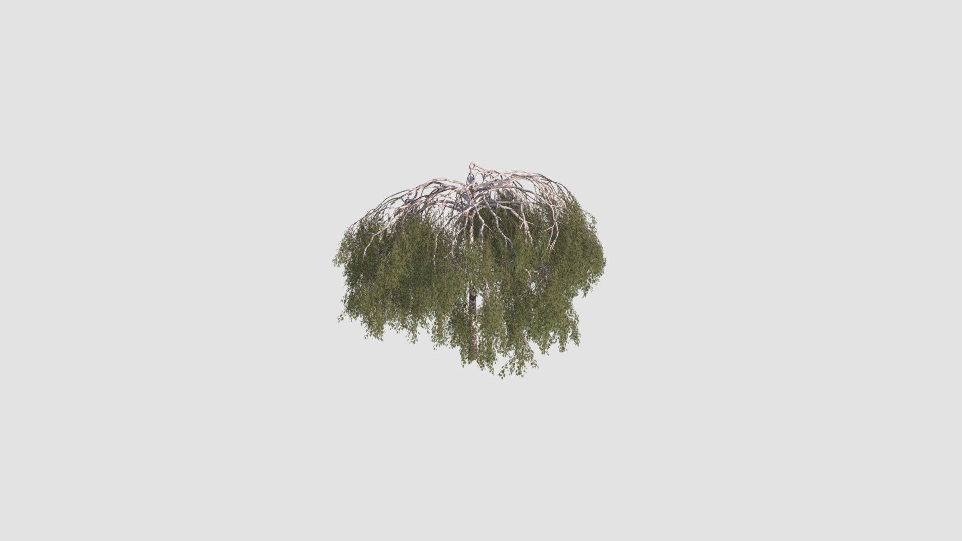 Tree - Buy Royalty Free 3D model by Evermotion [c66c1da] - Sketchfab Store