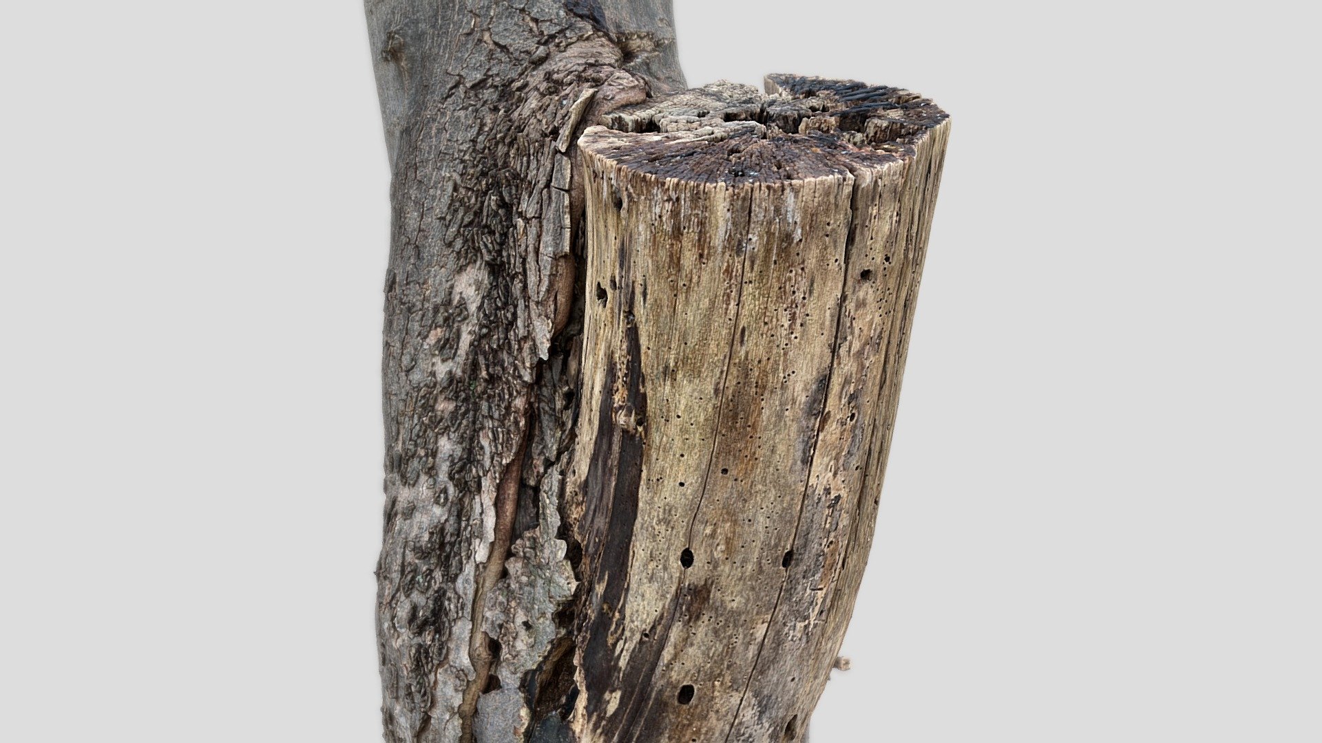 Tree Trunk 01 - RAW Scan - Buy Royalty Free 3D model by Modulus Scan ...