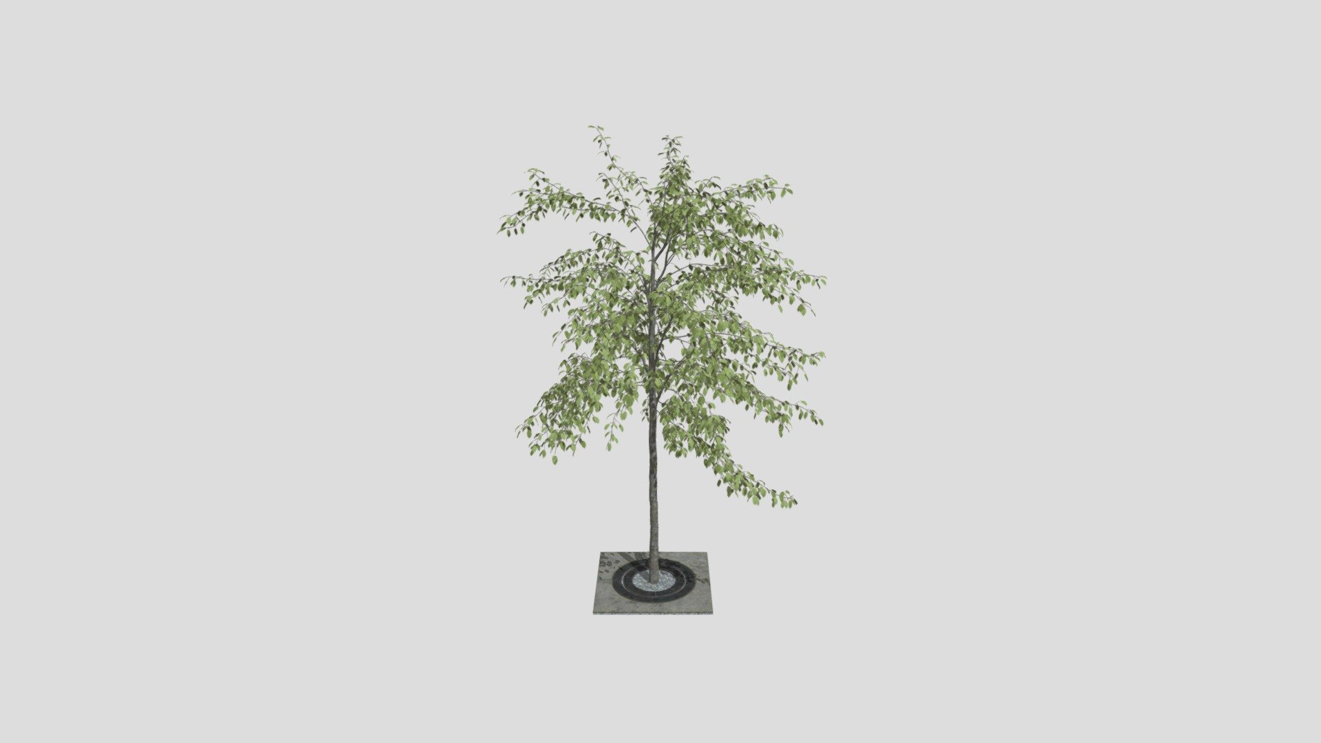 tree 31 AM207 Archmodel - Buy Royalty Free 3D model by Evermotion ...