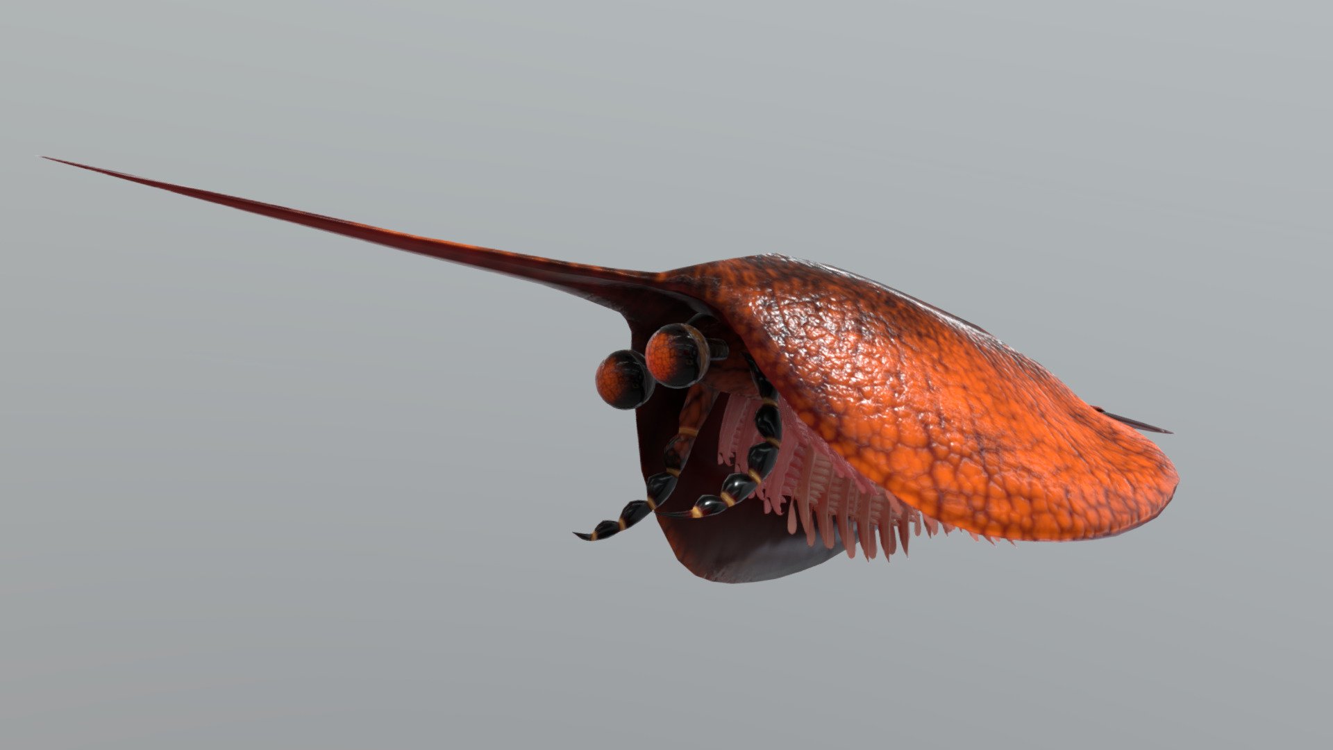 Isoxys volucris - 3D model by Paleobiome [c679d95] - Sketchfab