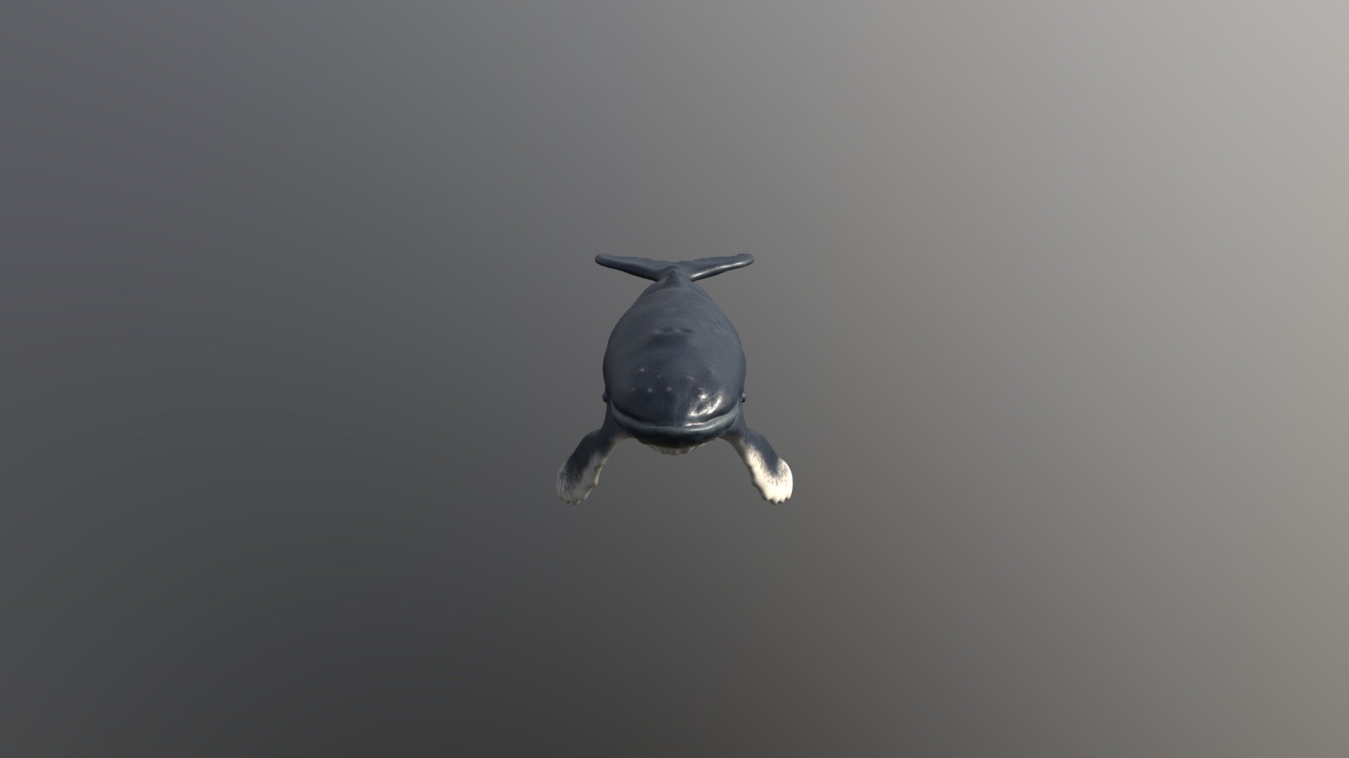 Humpback Whale - Download Free 3D model by Olof CG (@Olof_3D) [c67ae7b ...