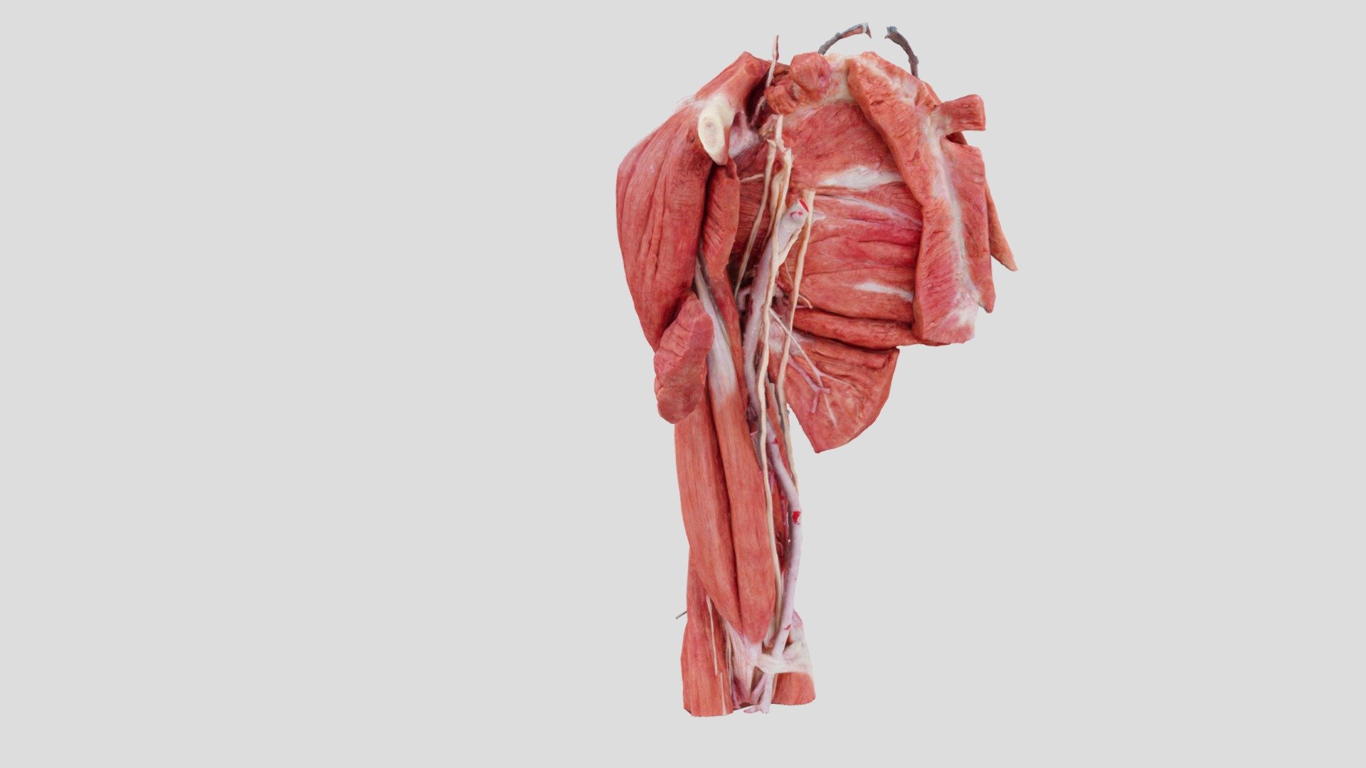 Shoulder - 3D model by kucharm [c67d9e3] - Sketchfab