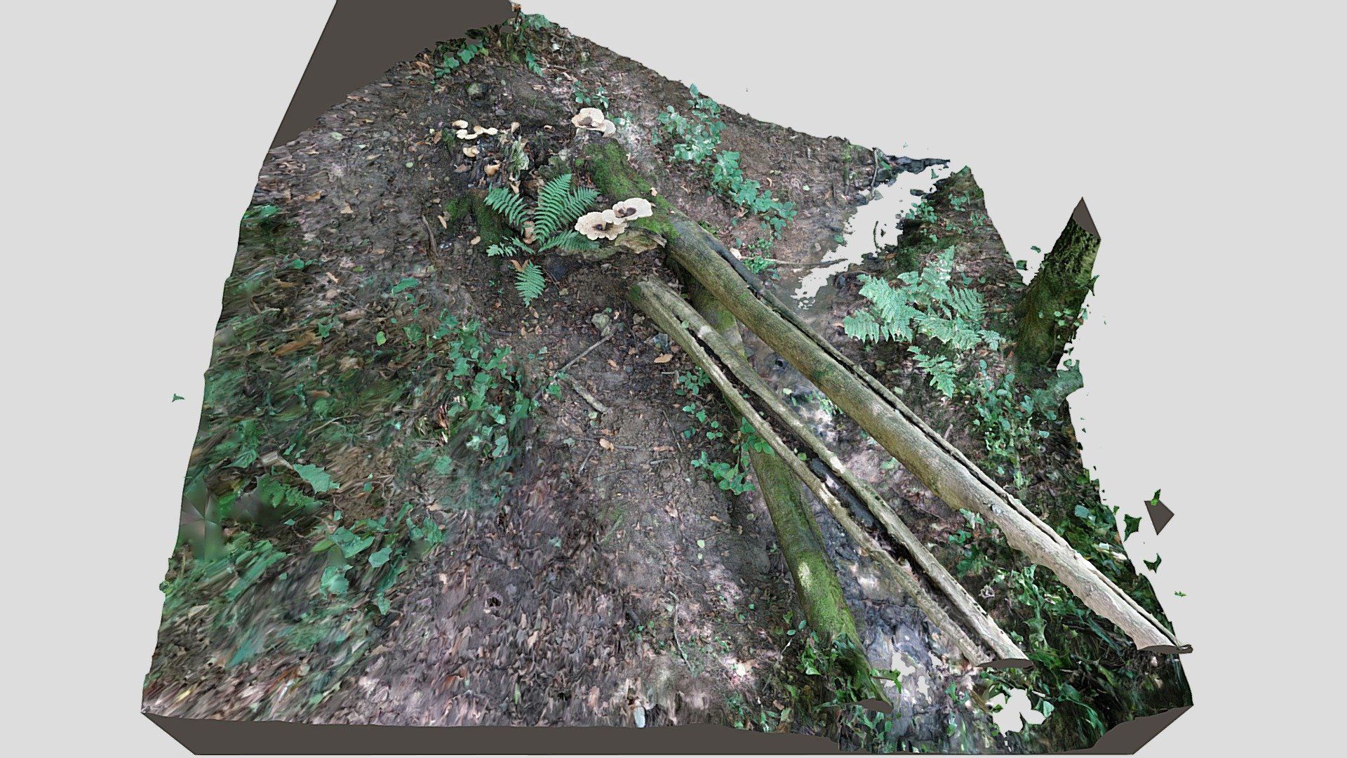 FUNGI 24 08 22 - 3D model by peterbarry [c67e8d5] - Sketchfab