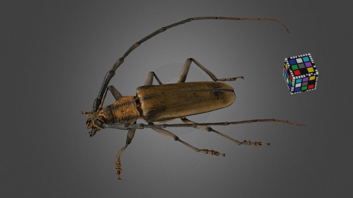 Massicus 3D models - Sketchfab