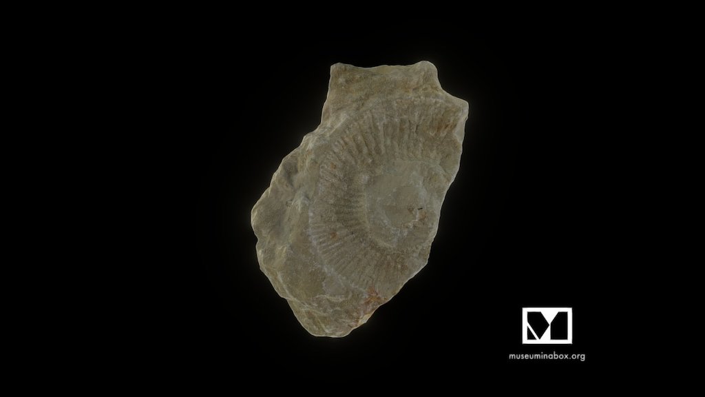 Ammonite (?) Fossil Relief [phone scan] - 3D model by Thomas Flynn ...