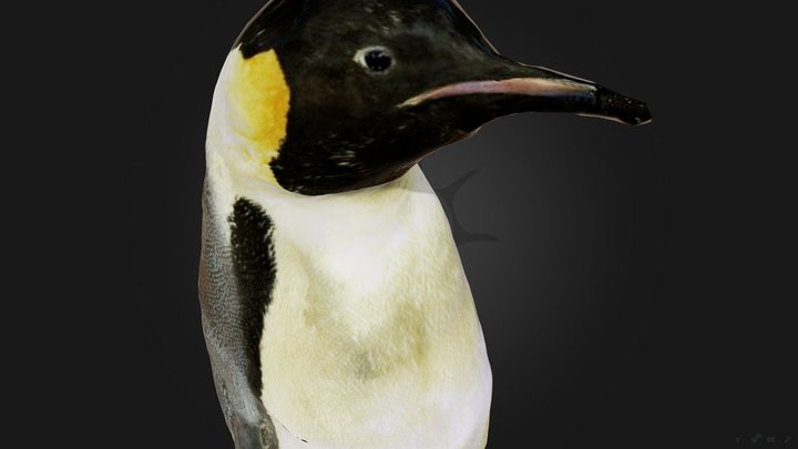 Emperor-penguin 3D models - Sketchfab