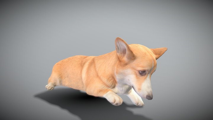 Corgi 3D models - Sketchfab