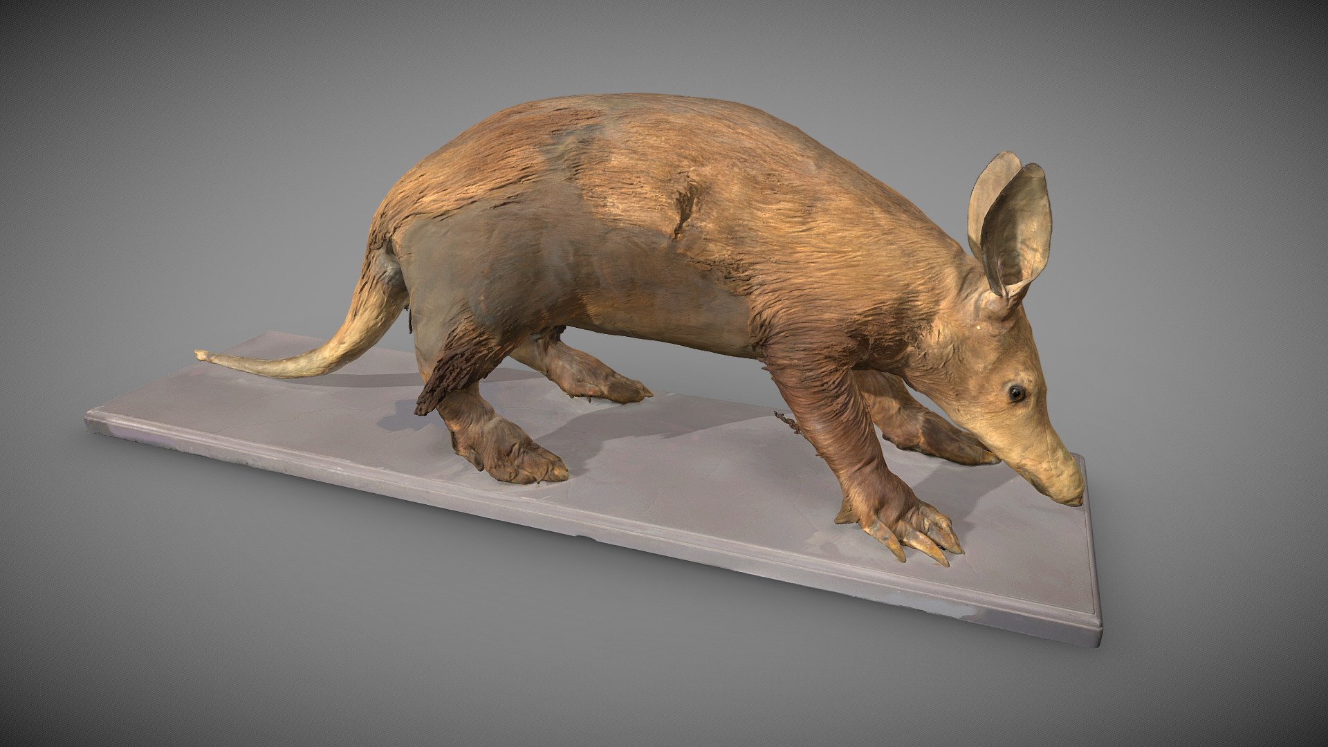 Oryctérope du Cap - Orycteropus afer - Download Free 3D model by Alienor.org, Conseil des musées ...