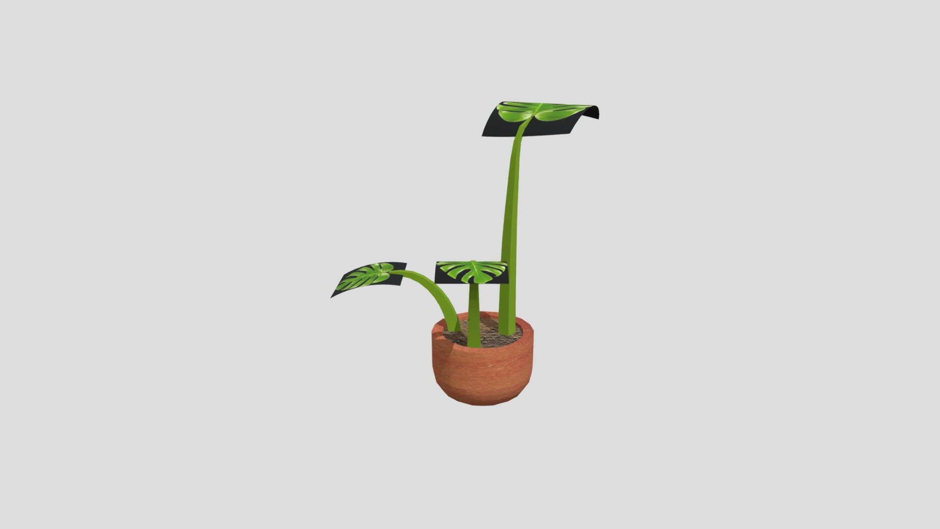 Monstera Plant - 3D model by GmrGy611 [c6ac937] - Sketchfab