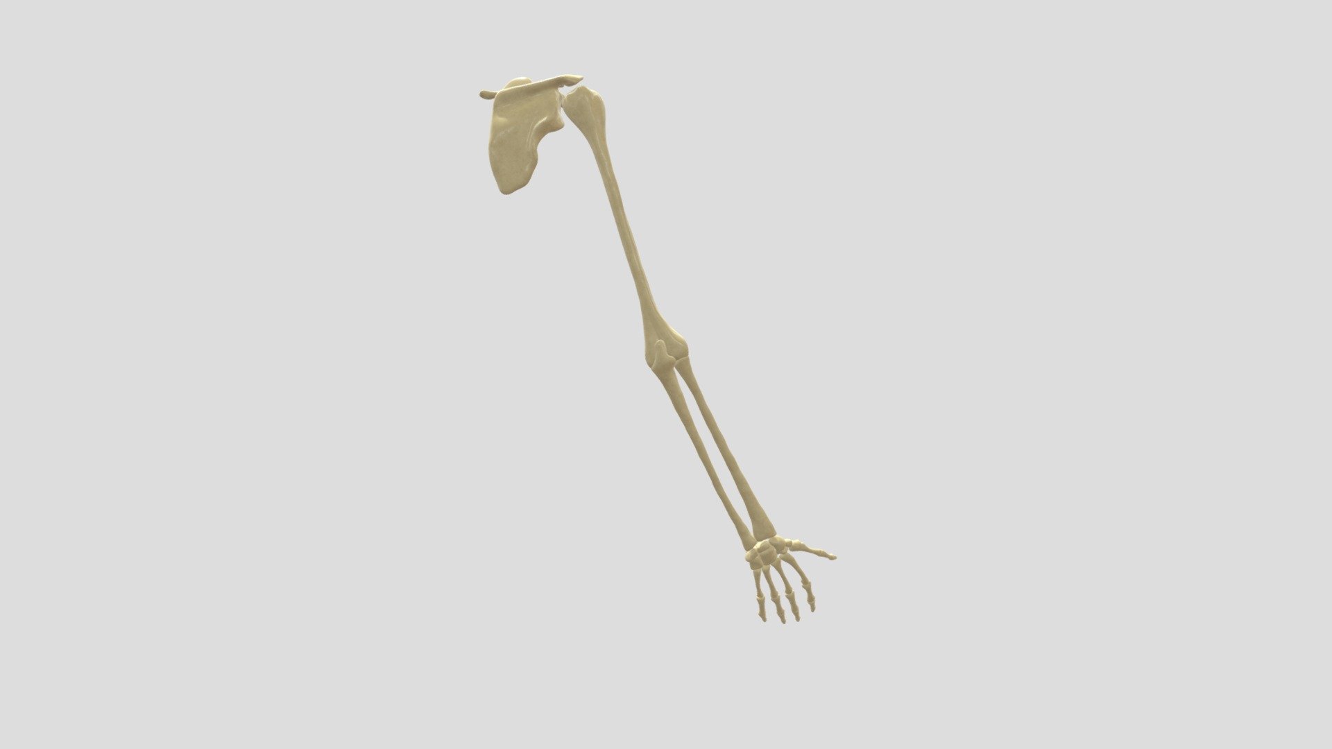 Bone arm - 3D model by starkovanataliya [c6b161a] - Sketchfab