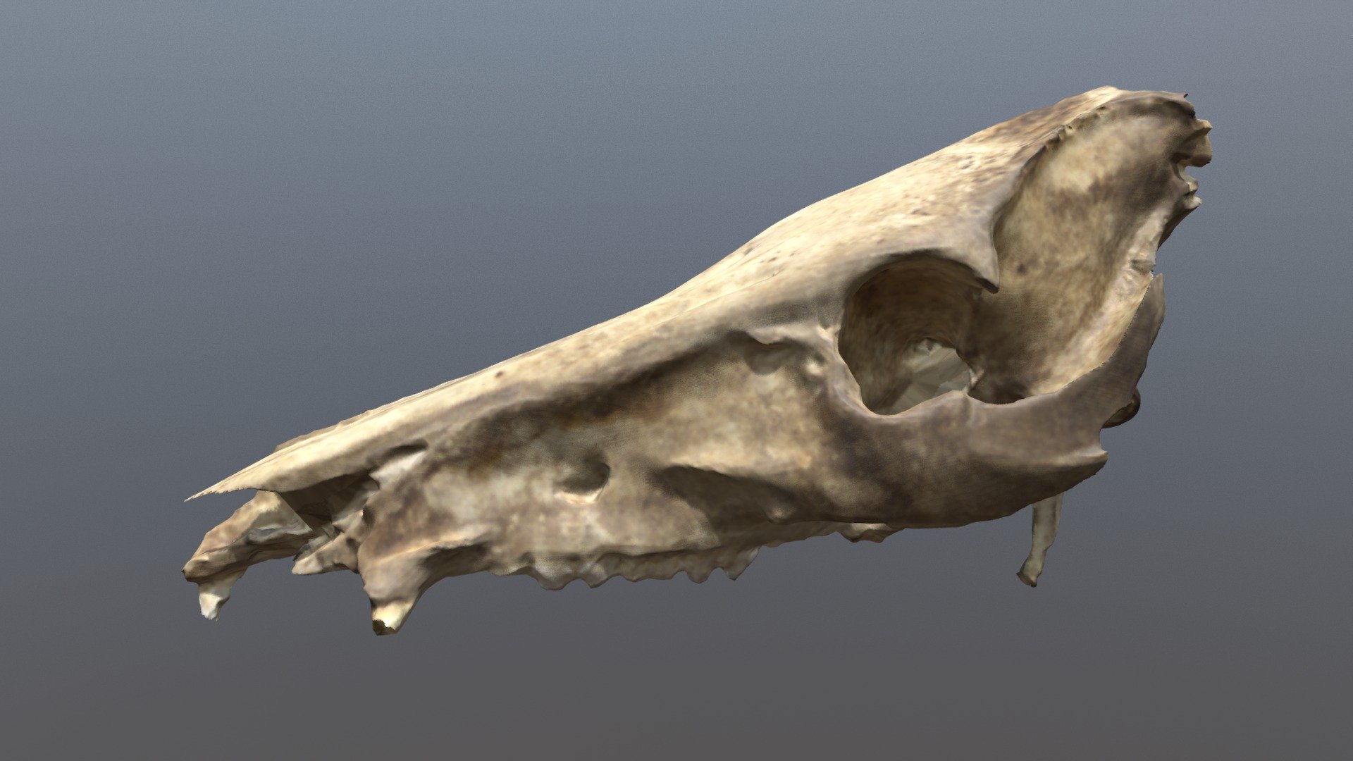 Peccary Skull (VCU_3D_3217) - 3D model by Virtual Curation Lab ...