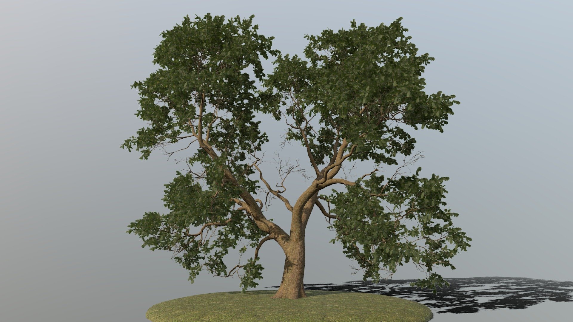 Oak Tree - Buy Royalty Free 3D model by Studio Lab (@studiolab.dev ...